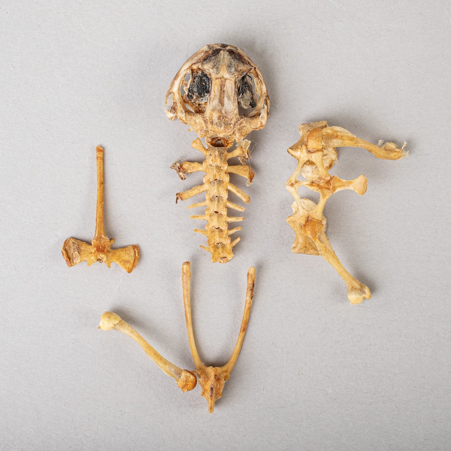 Seal Frog Skeleton