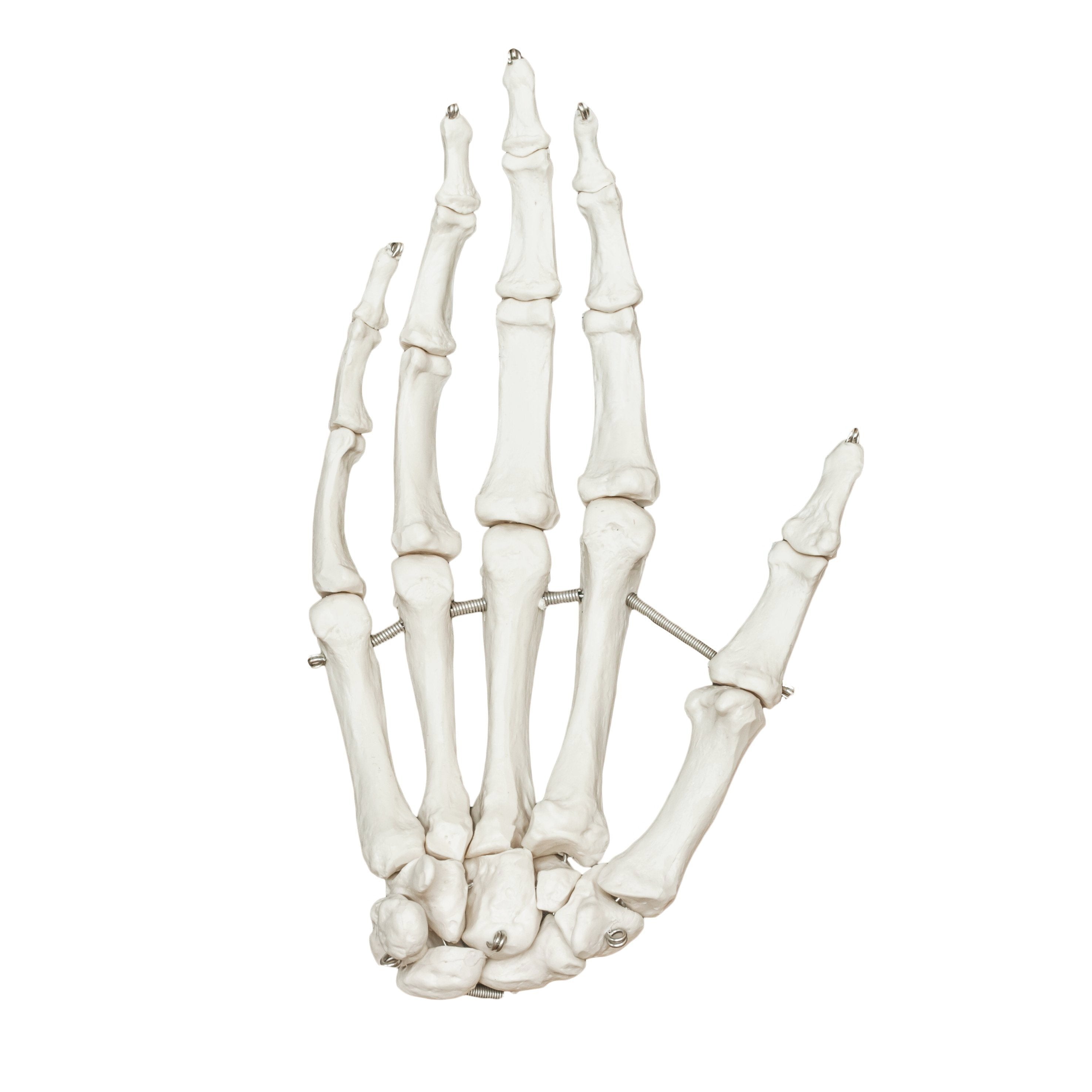 Real Skeleton Hand