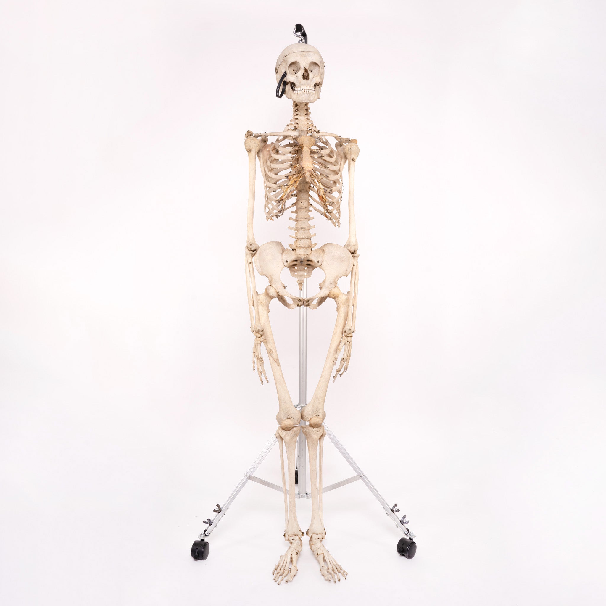 Articulated Human Model 3d