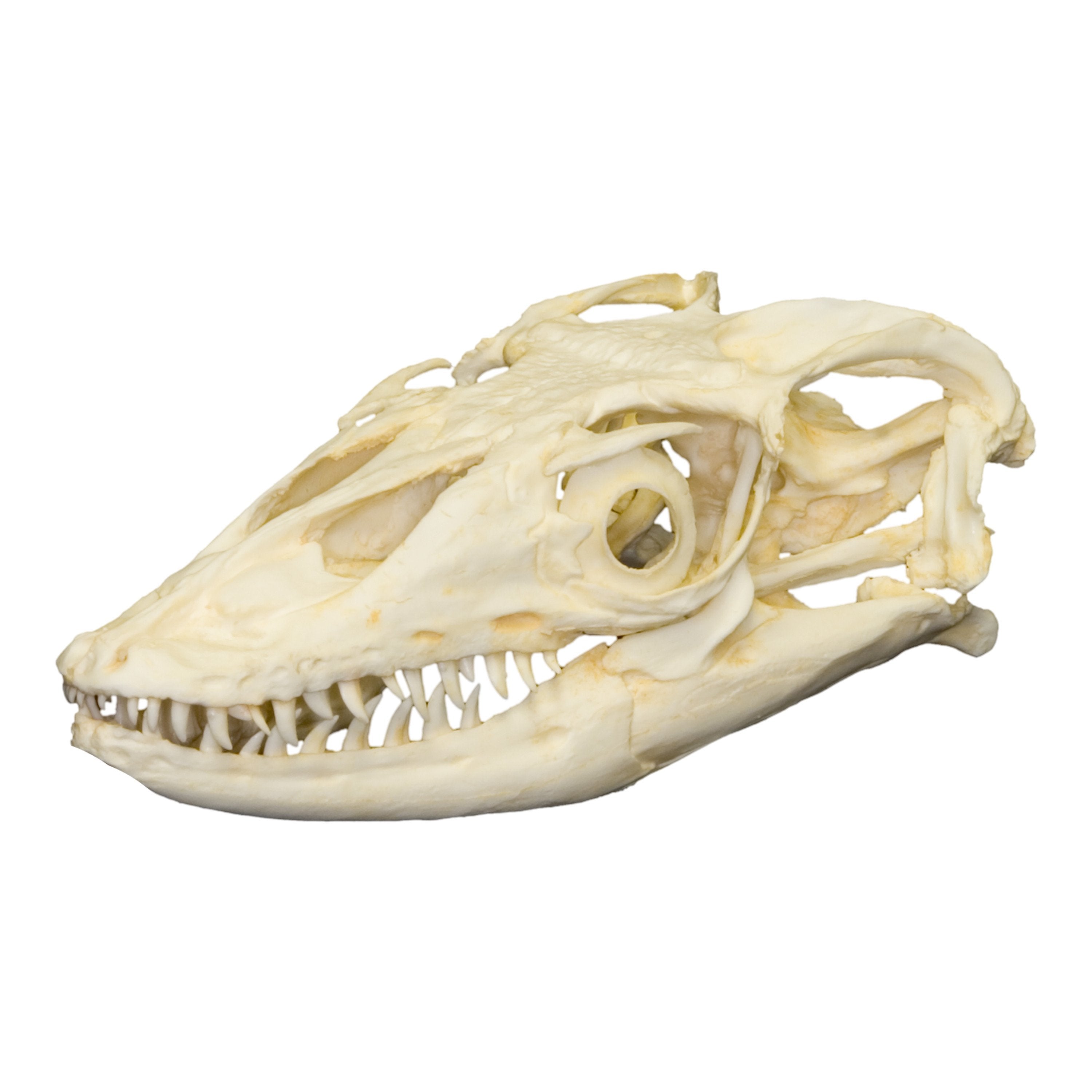 Monitor Lizard Skull