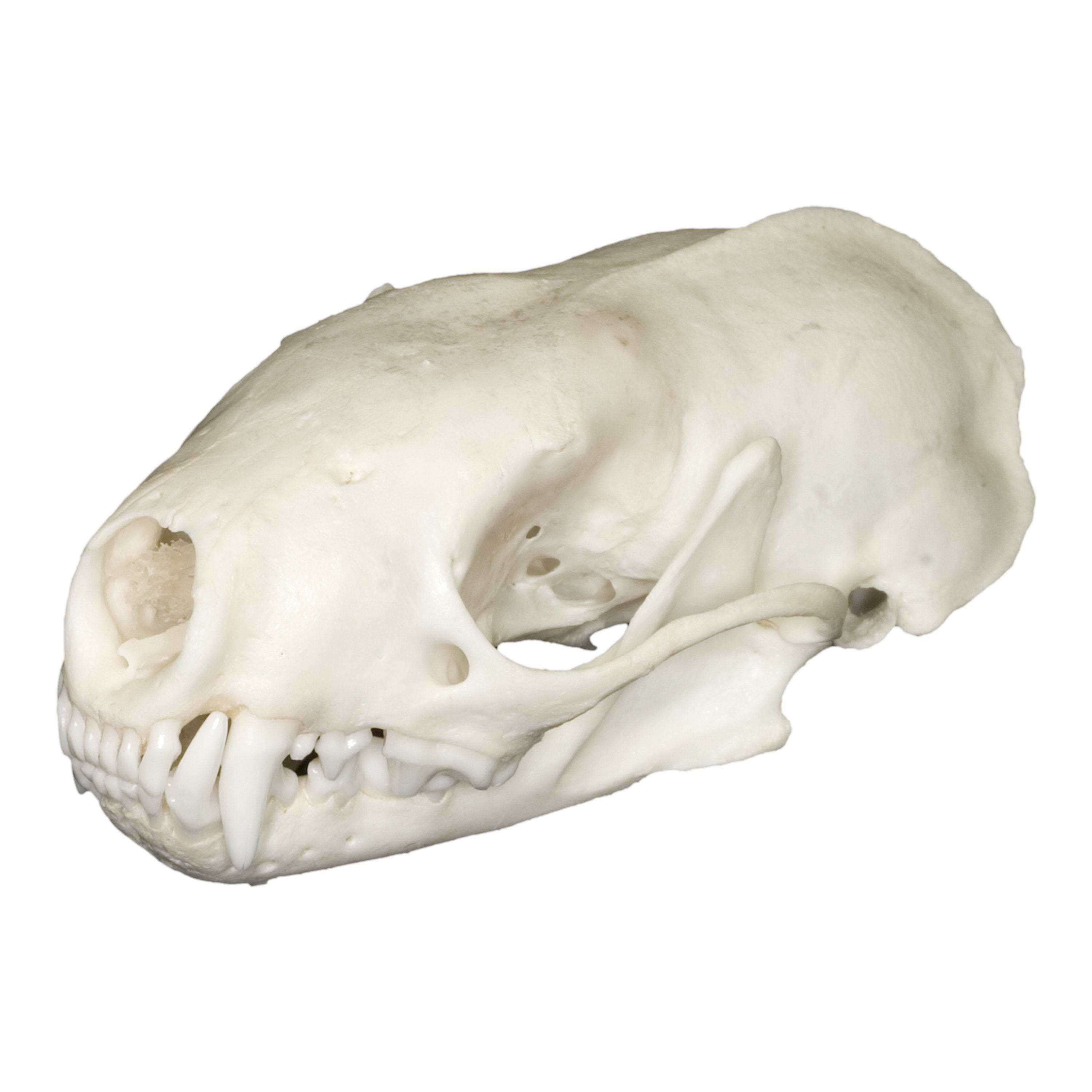 Spilogale Putorius Skull