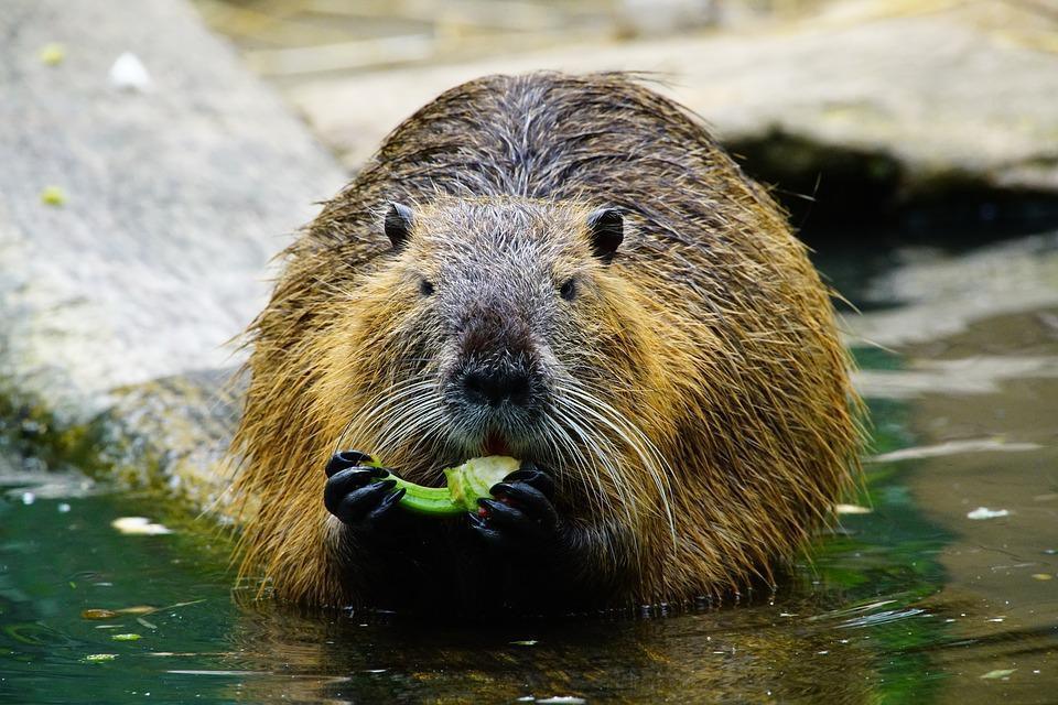 Limited Edition BoneBox Reveal: Nutria — Skulls Unlimited International ...