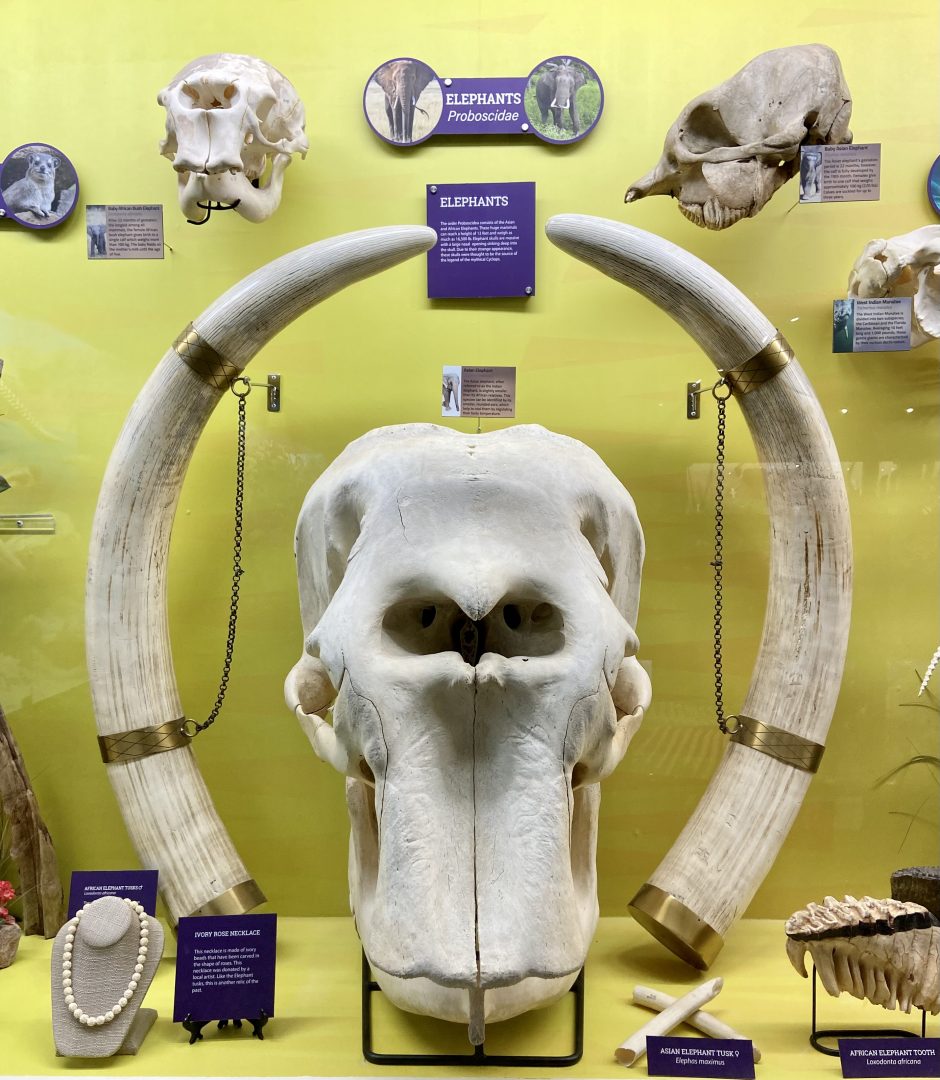 Elephant Talk Blog — Skulls Unlimited International, Inc.