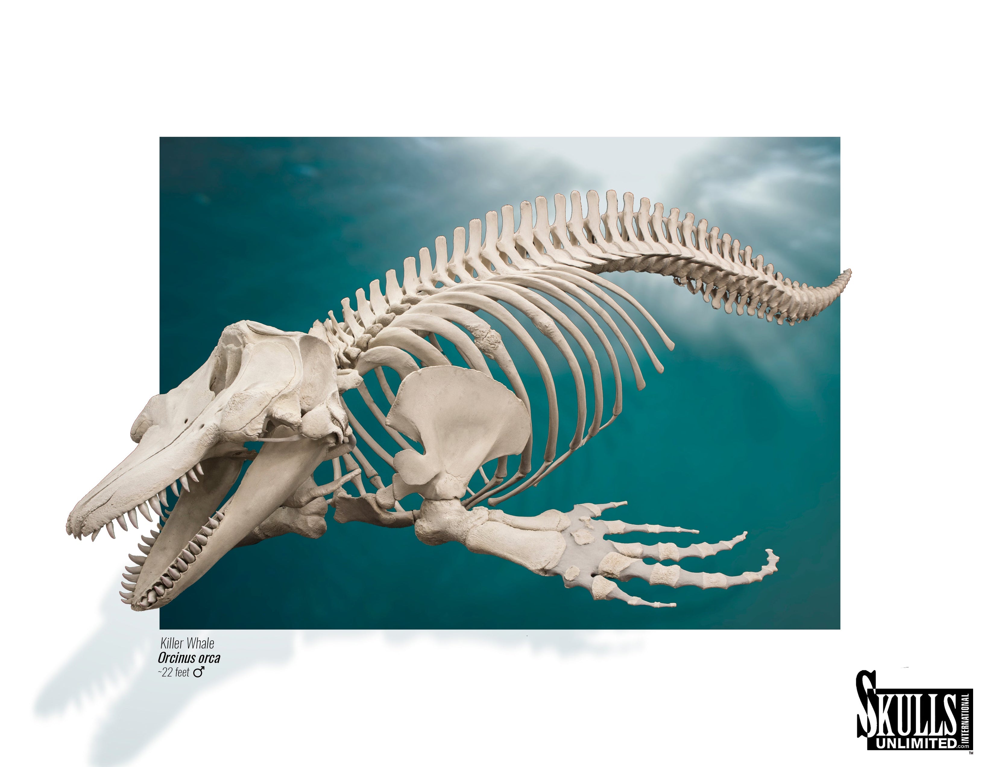 Killer Whales: Marine Hunting Machines — Skulls Unlimited International ...