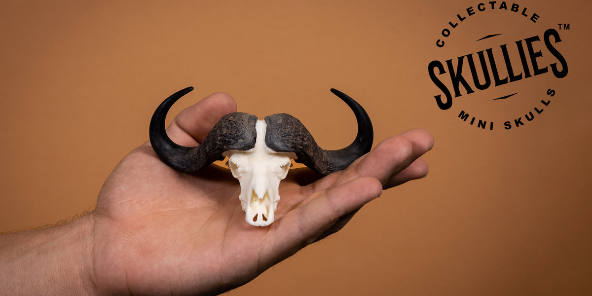 Skullies - Miniature Replica Skulls — Skulls Unlimited International, Inc.