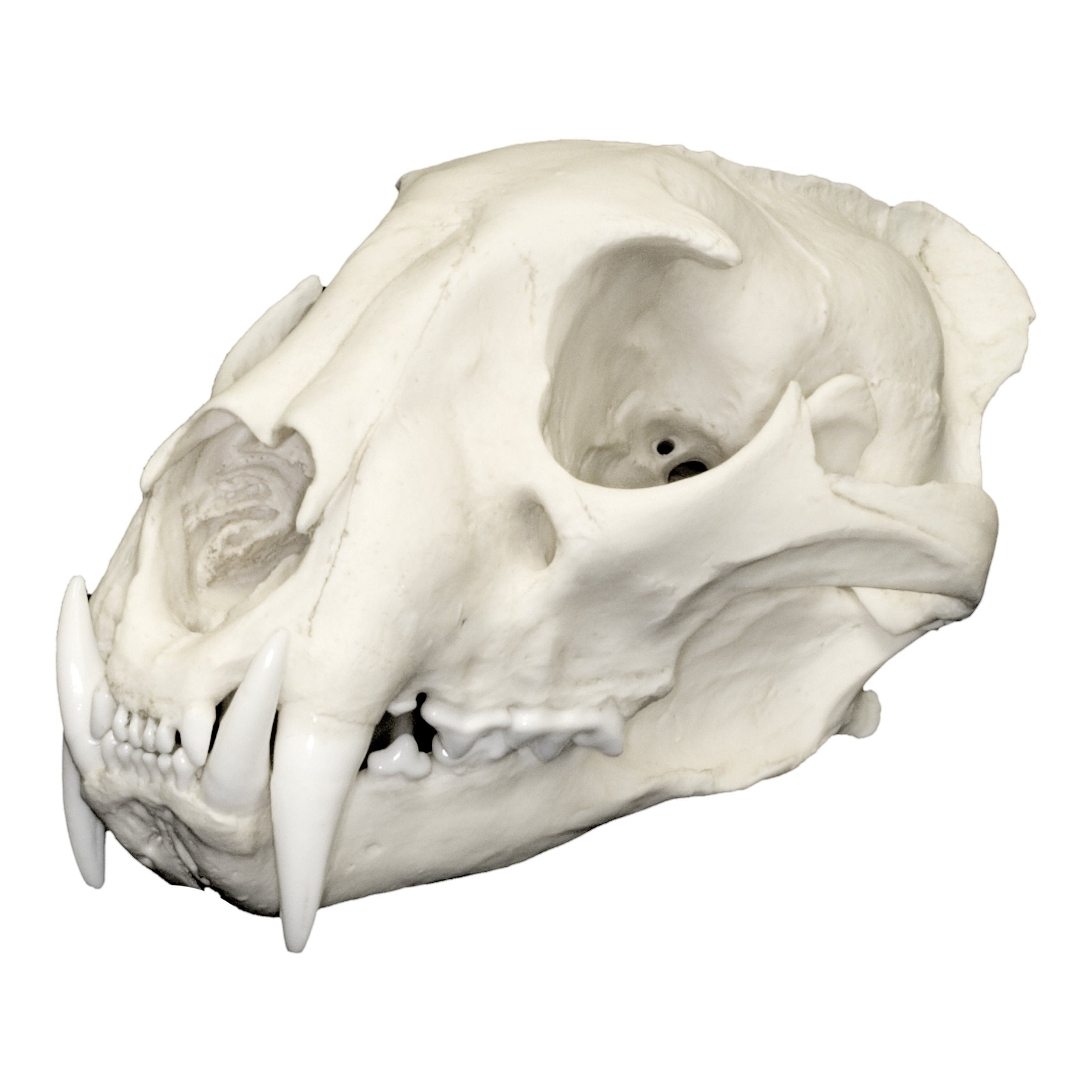 Replica African Leopard Skull For Sale — Skulls Unlimited International ...