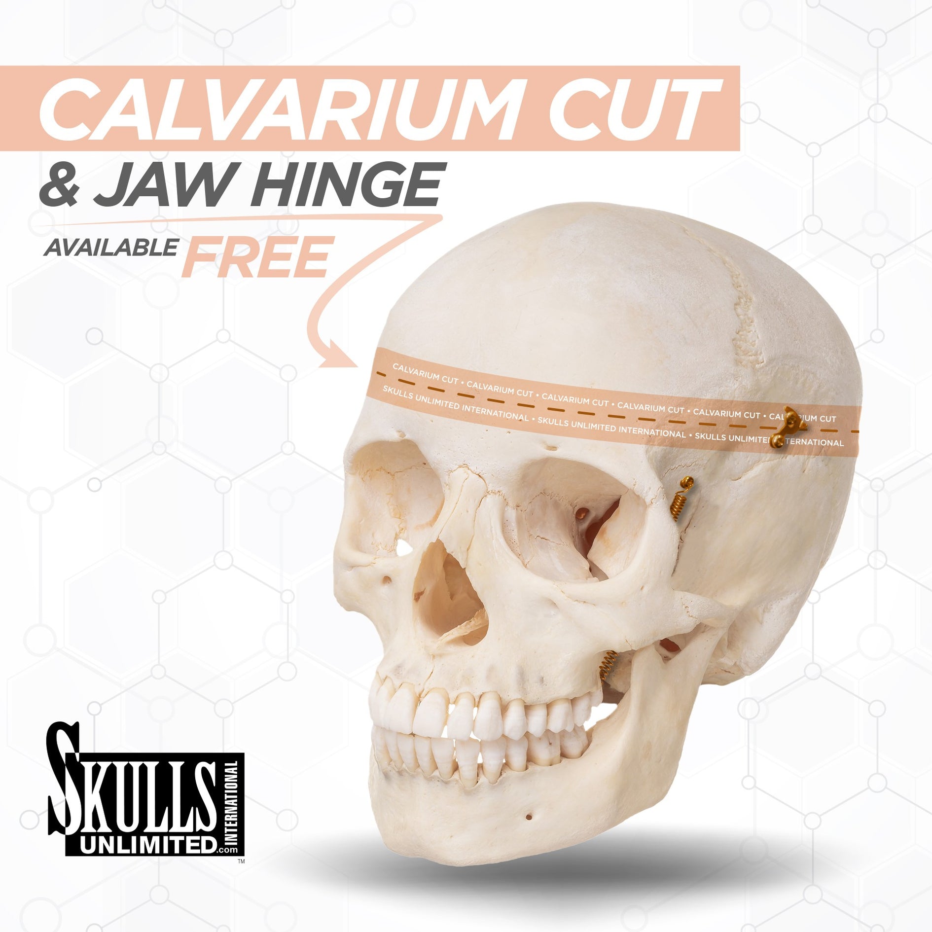 Real Human Child Skull For Sale — Skulls Unlimited International, Inc.