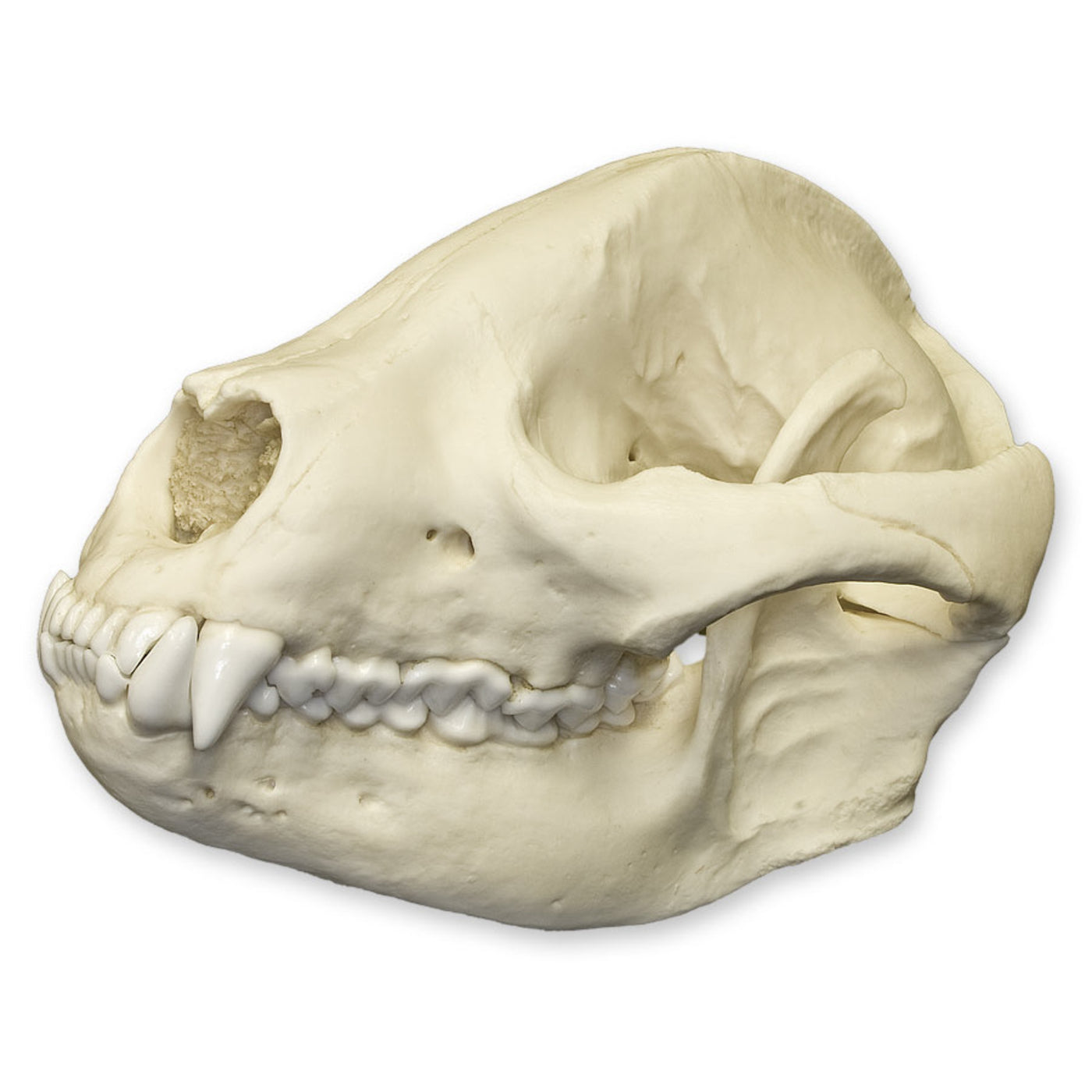 Replica Giant Panda Skull (Adolescent) For Sale — Skulls Unlimited ...