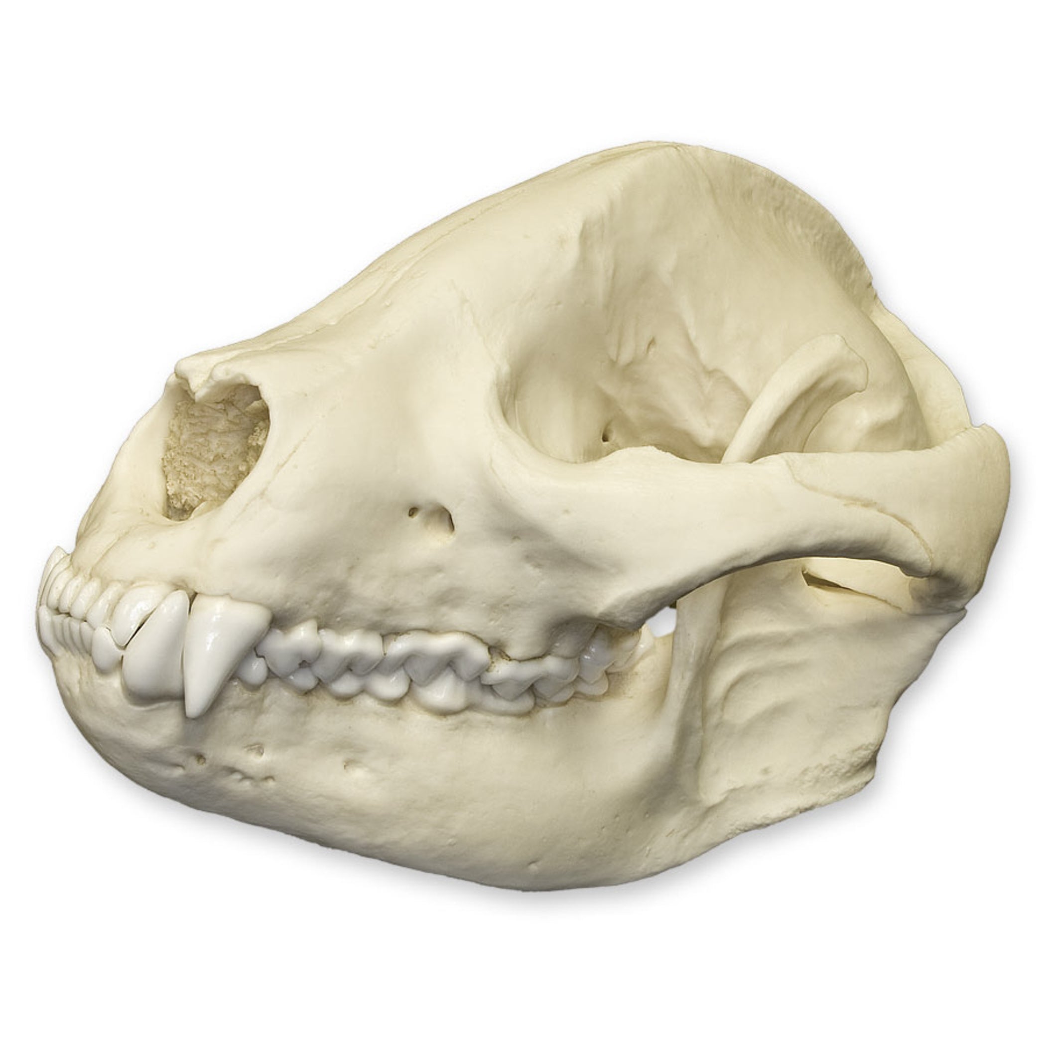 Replica Giant Panda Skull (Adolescent) For Sale — Skulls Unlimited ...