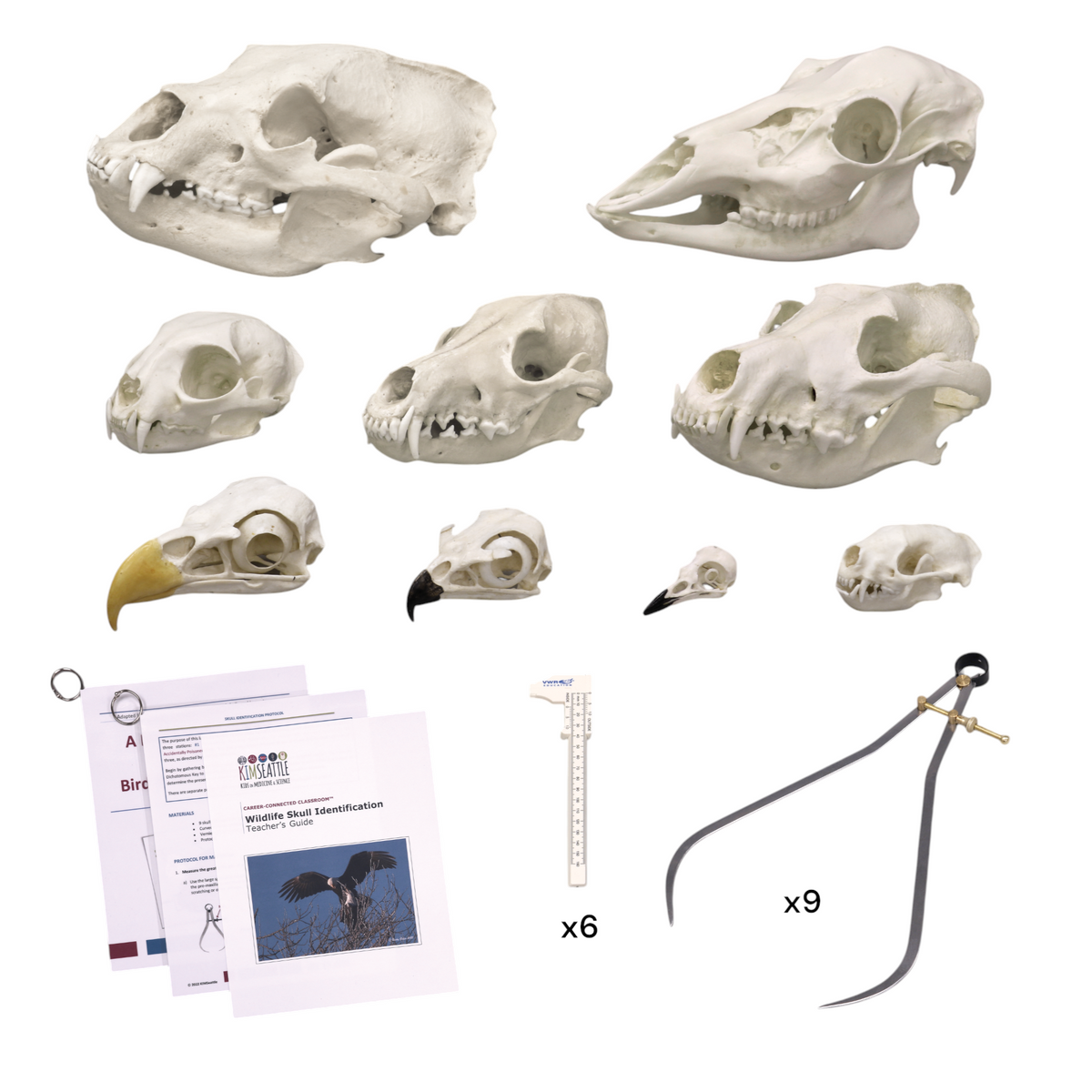 Replica Wildlife Skull Identification Forensic Set For Sale — Skulls ...