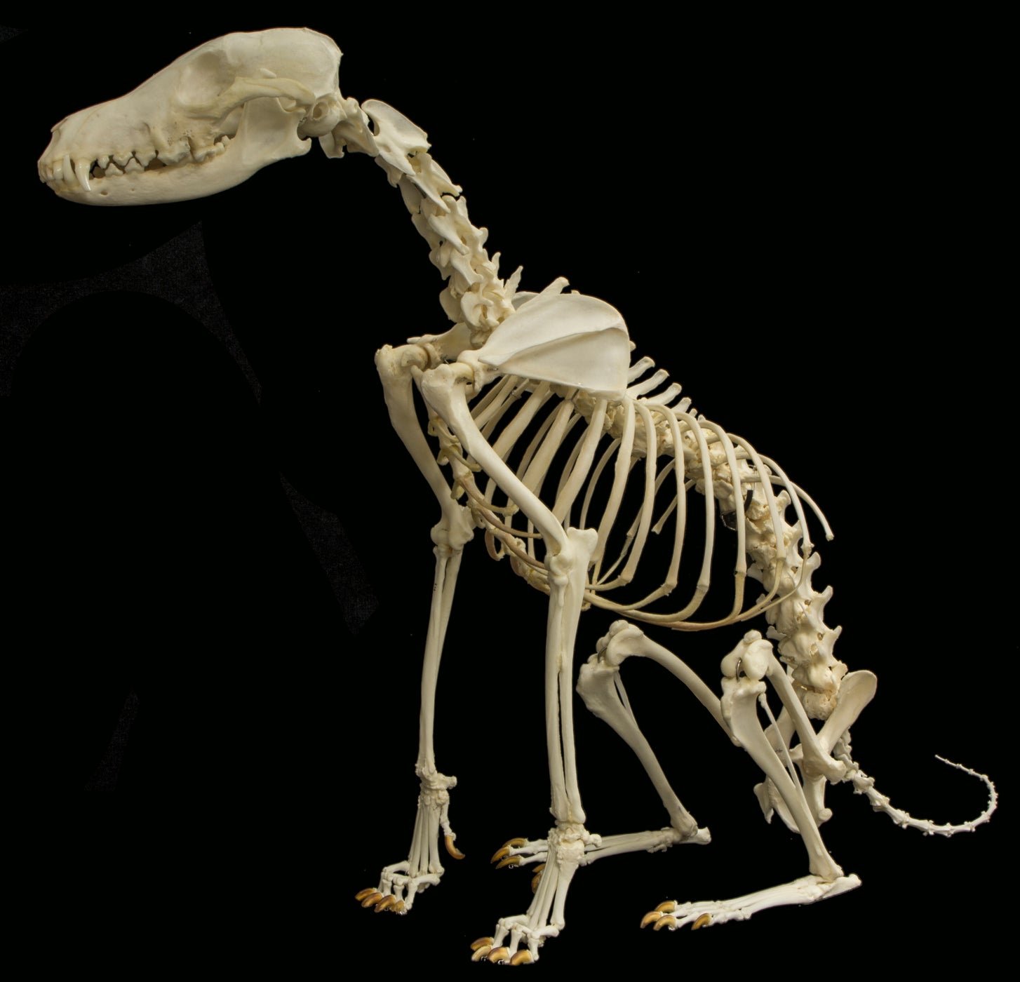 Real Black-backed Jackal Articulated Skeleton For Sale — Skulls ...