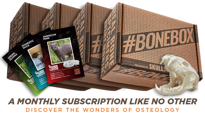 #BoneBox Monthly Subscription — Skulls Unlimited International, Inc.