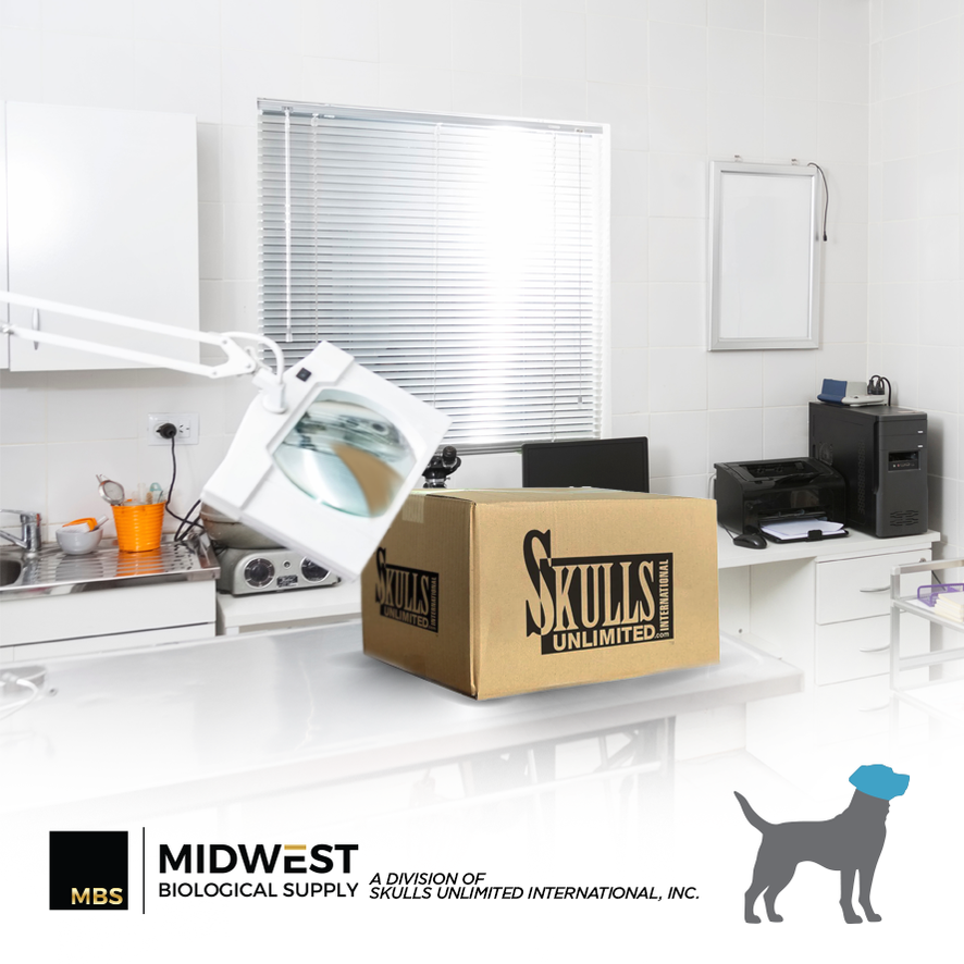 Frozen Veterinary Canine Cadaver Specimens For Sale — Skulls Unlimited ...