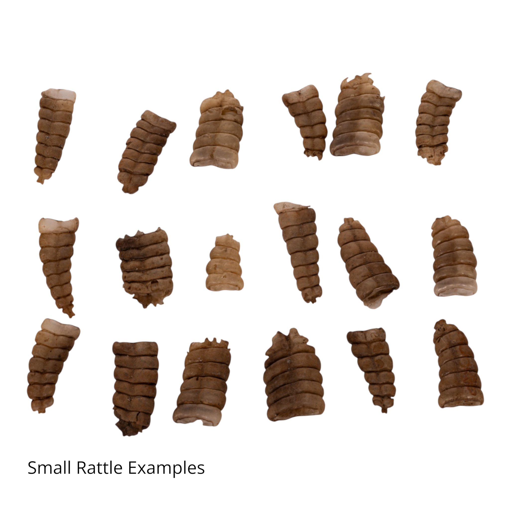 Real Rattlesnake Rattle For Sale — Skulls Unlimited International, Inc.