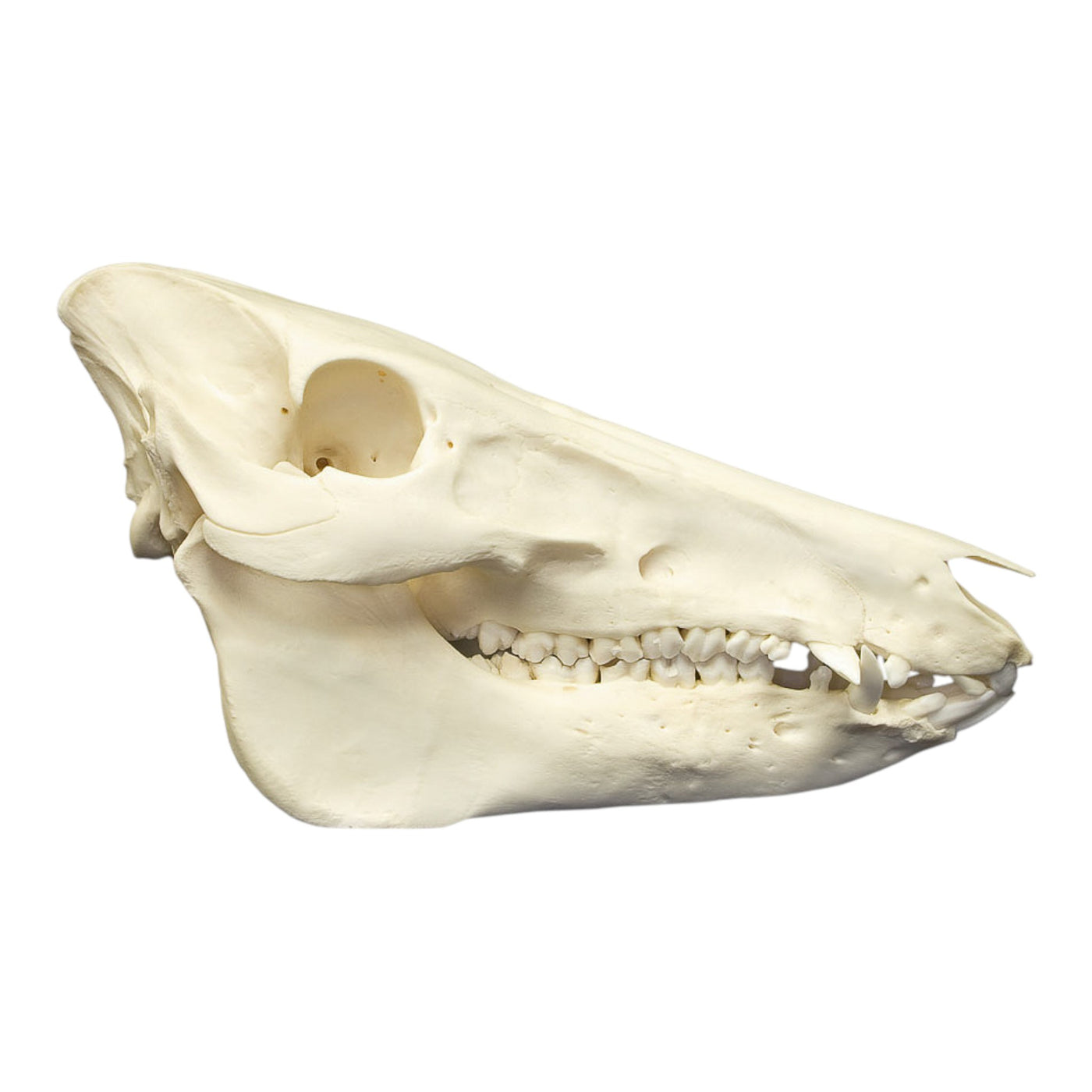 Real Domestic Pig / Wild Boar Skull For Sale — Skulls Unlimited ...
