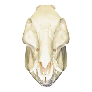 Real Domestic Pig / Wild Boar Skull For Sale — Skulls Unlimited ...