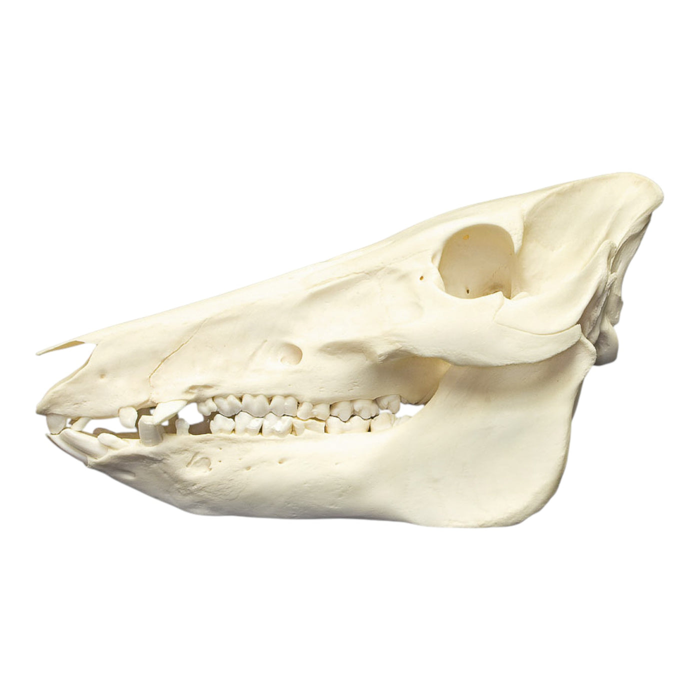 Real Domestic Pig / Wild Boar Skull For Sale — Skulls Unlimited ...