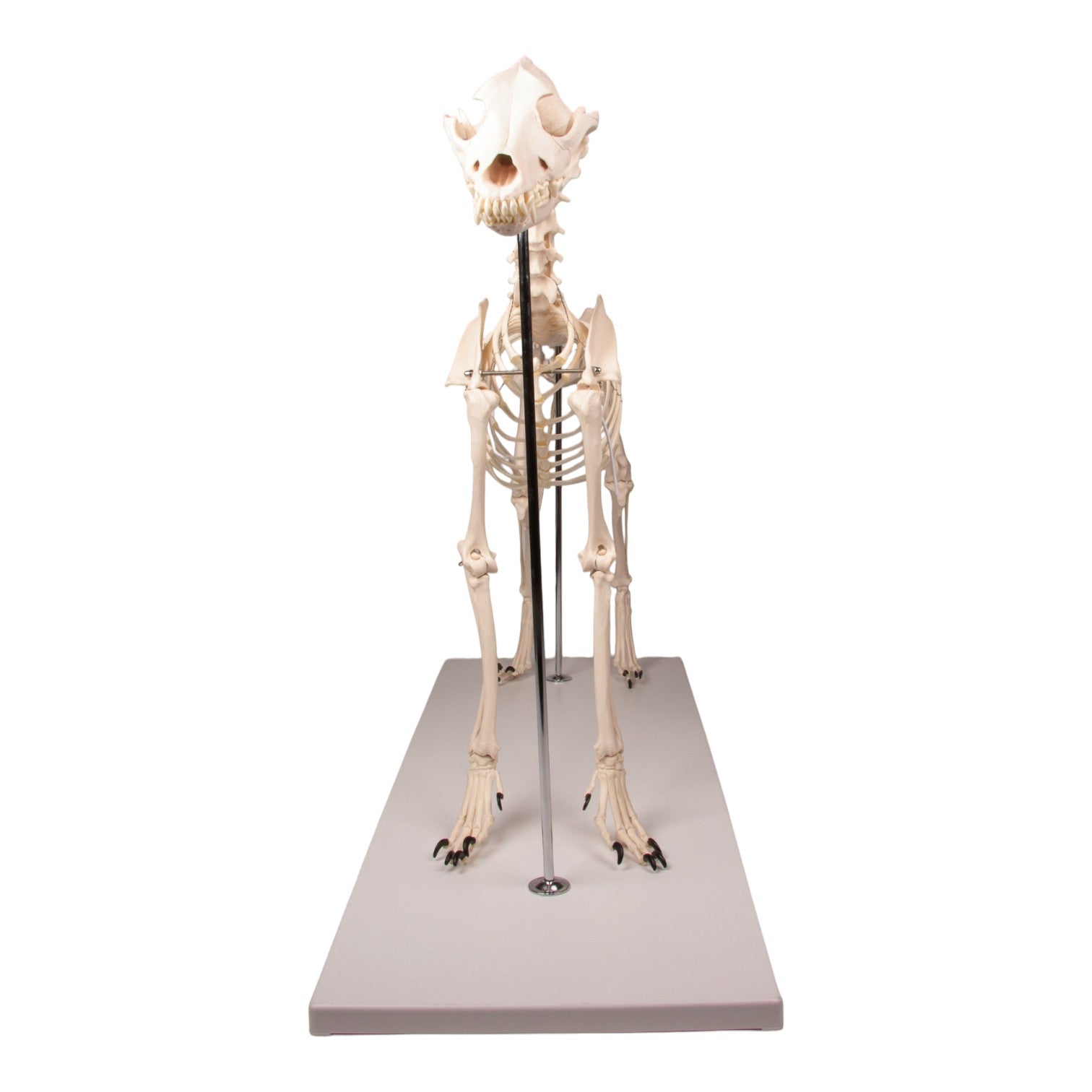 Replica Dog Skeleton "Olaf" For Sale — Skulls Unlimited International, Inc.