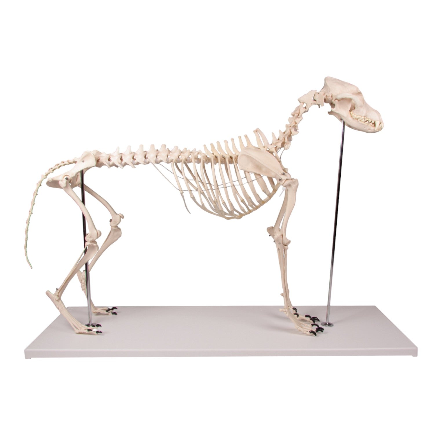 Replica Dog Skeleton "Olaf" For Sale — Skulls Unlimited International, Inc.