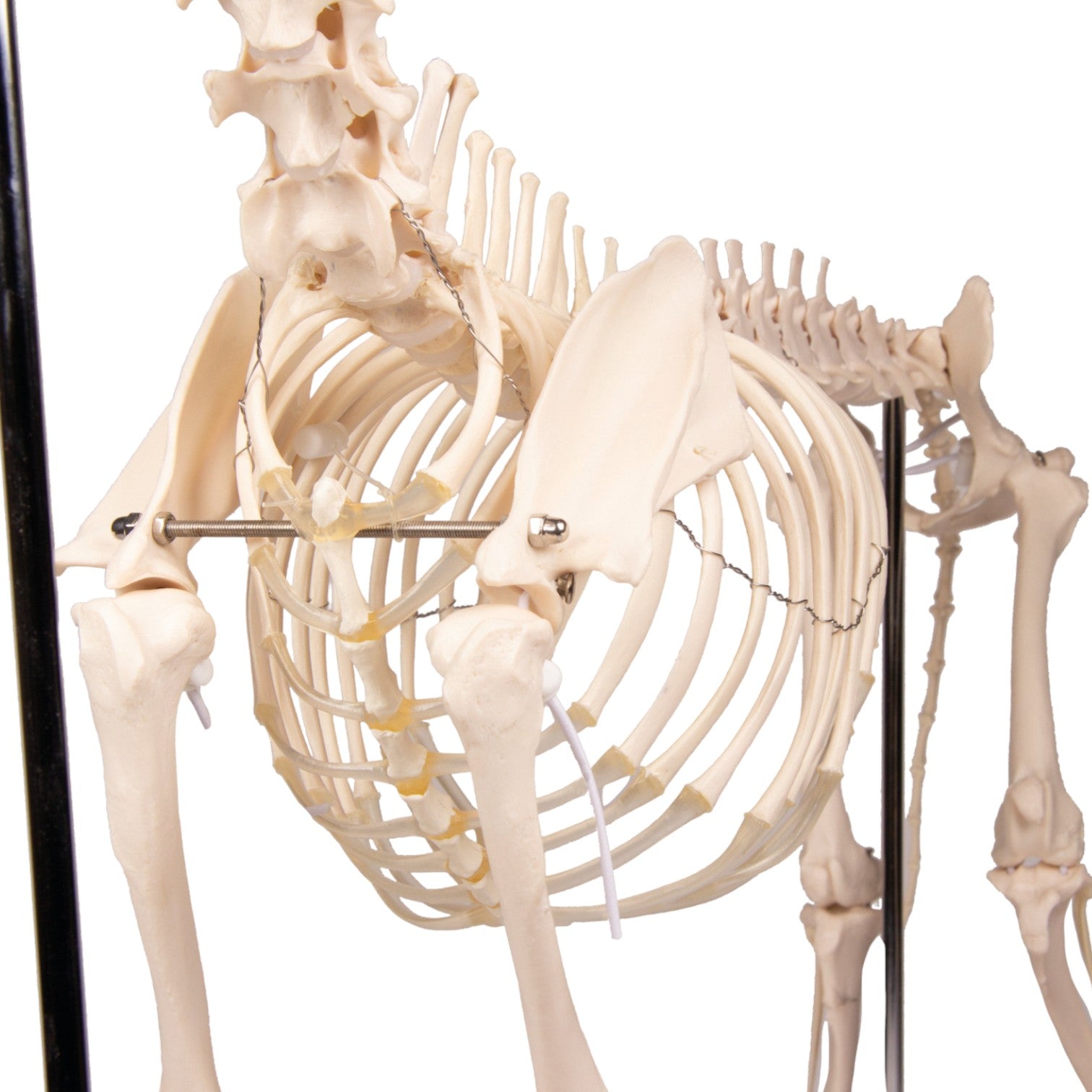 Replica Dog Skeleton "Olaf" For Sale — Skulls Unlimited International, Inc.