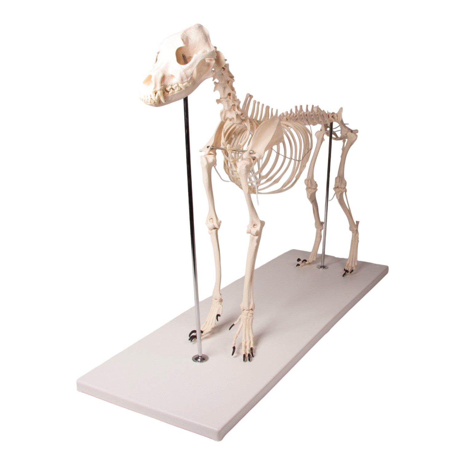 Replica Dog Skeleton "Olaf" For Sale — Skulls Unlimited International, Inc.