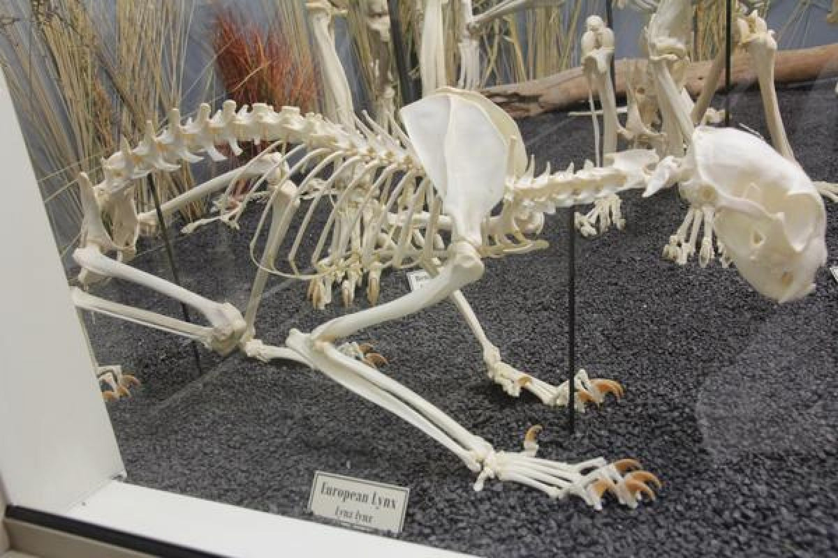 Real Eurasian Lynx Articulated Skeleton For Sale — Skulls Unlimited ...