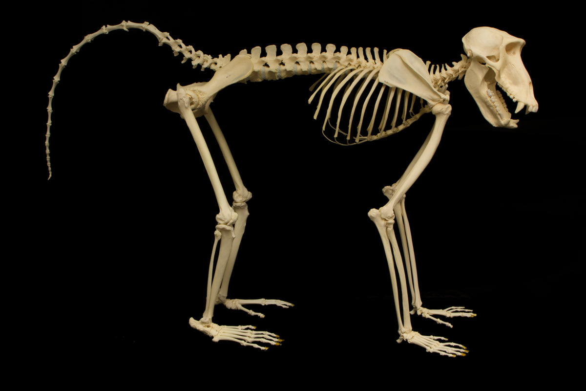 Real Guinea Baboon Articulated Skeleton For Sale — Skulls Unlimited International, Inc.