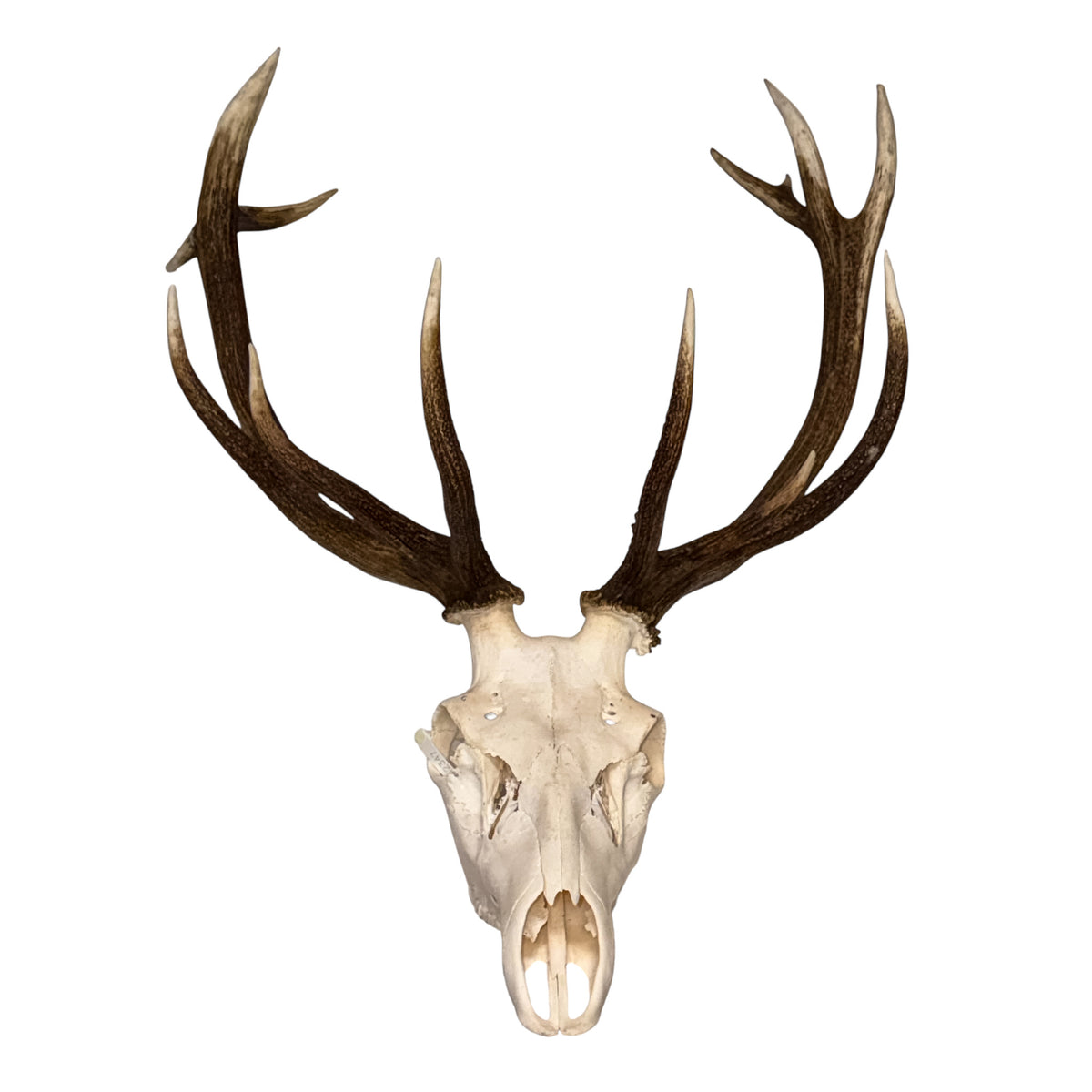 Real Red Deer Skull For Sale — Skulls Unlimited International, Inc.