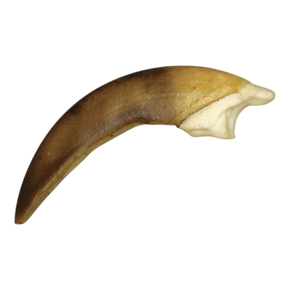 Replica Two-Toed Sloth Claw For Sale — Skulls Unlimited International, Inc.