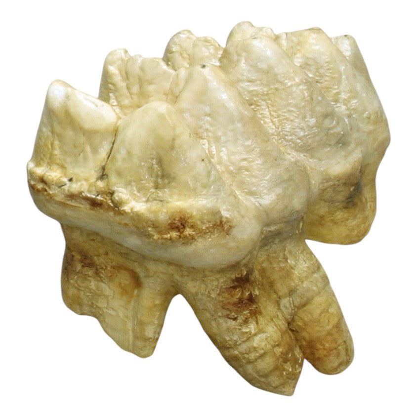 Replica Mastodon Molar — Skulls Unlimited International, Inc.