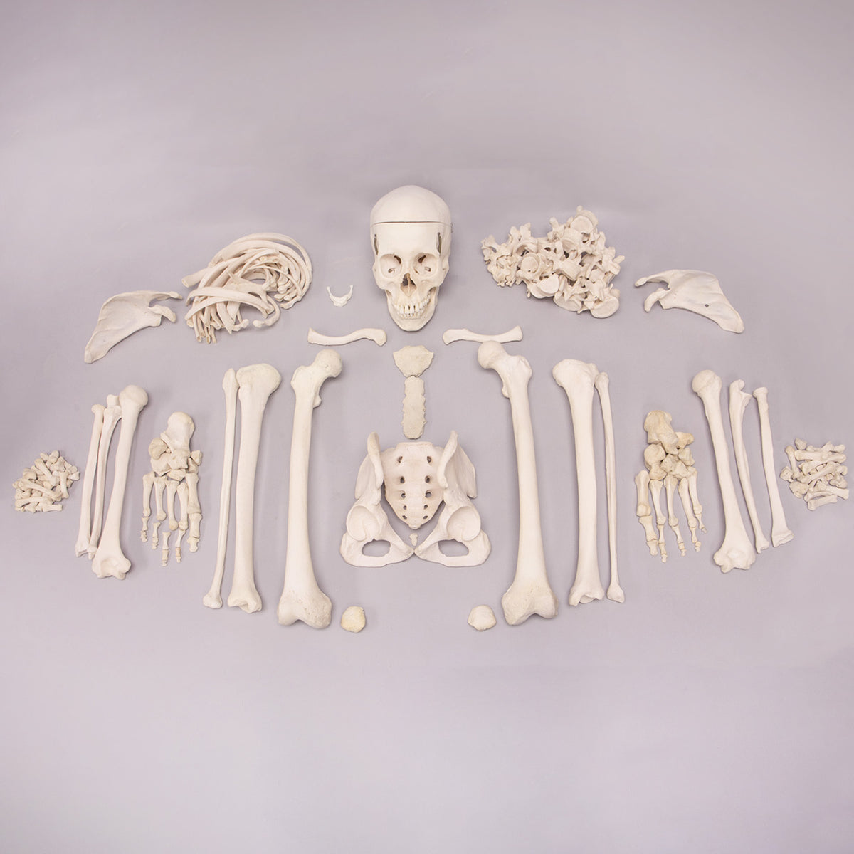 Real Human Skeleton (Disarticulated) For Sale — Skulls Unlimited ...