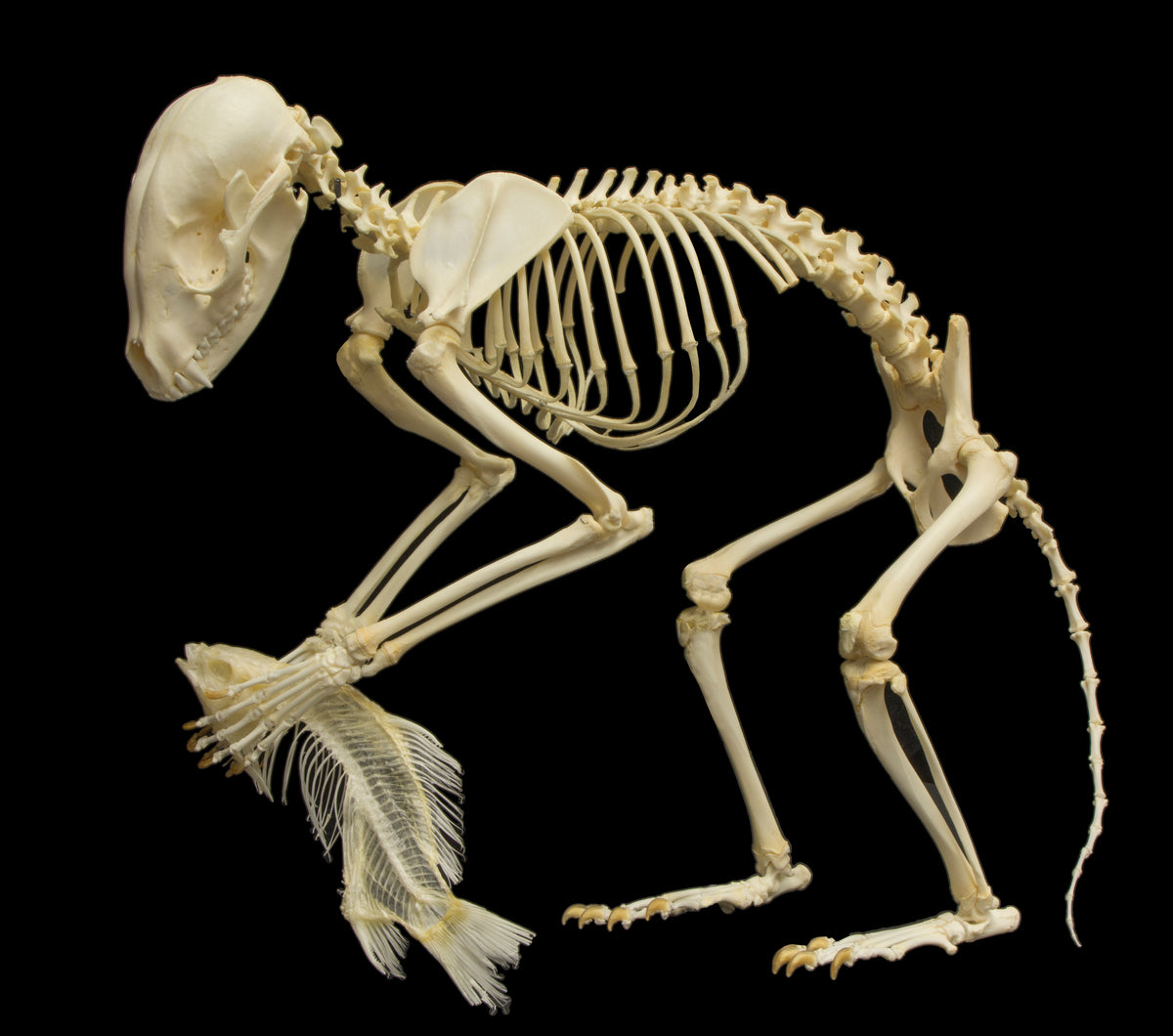 Raccoon Fish California Animals: Who Was Here First? – The Mercury