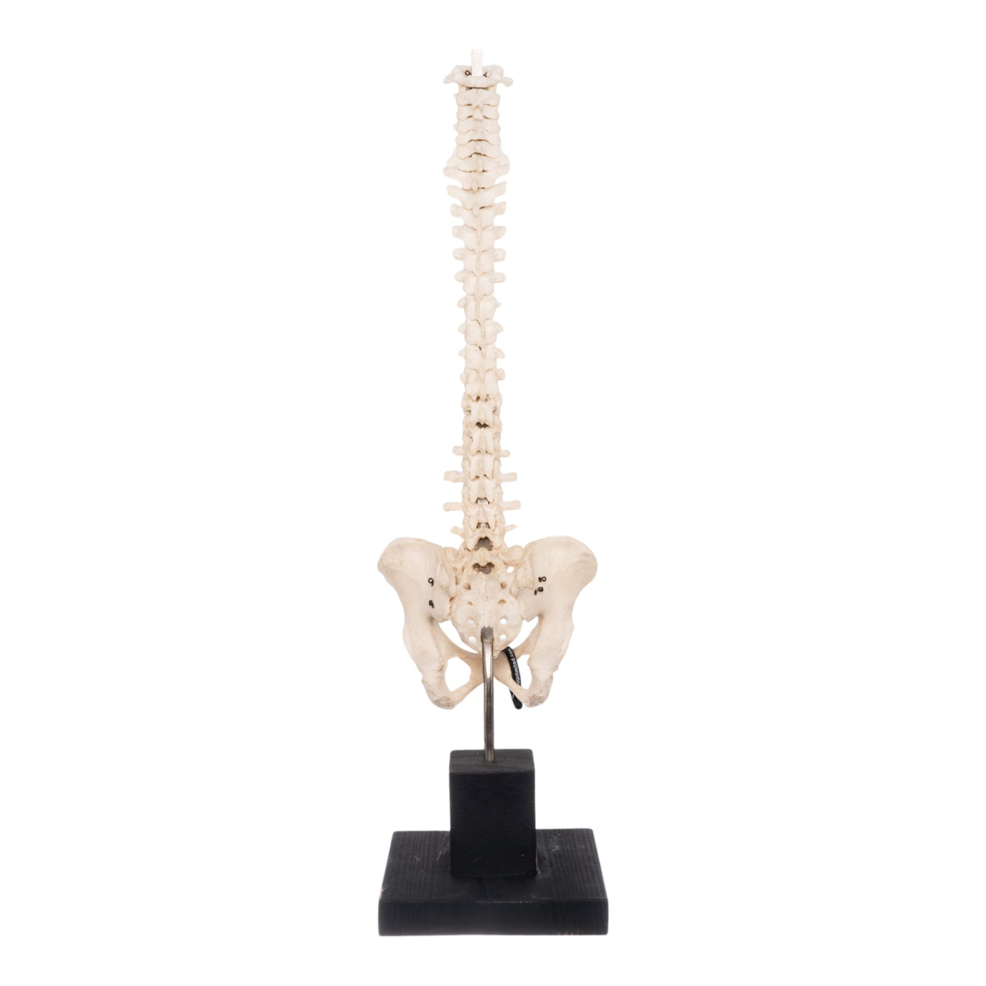 Real Human Spine On Stand For Sale — Skulls Unlimited International, Inc.