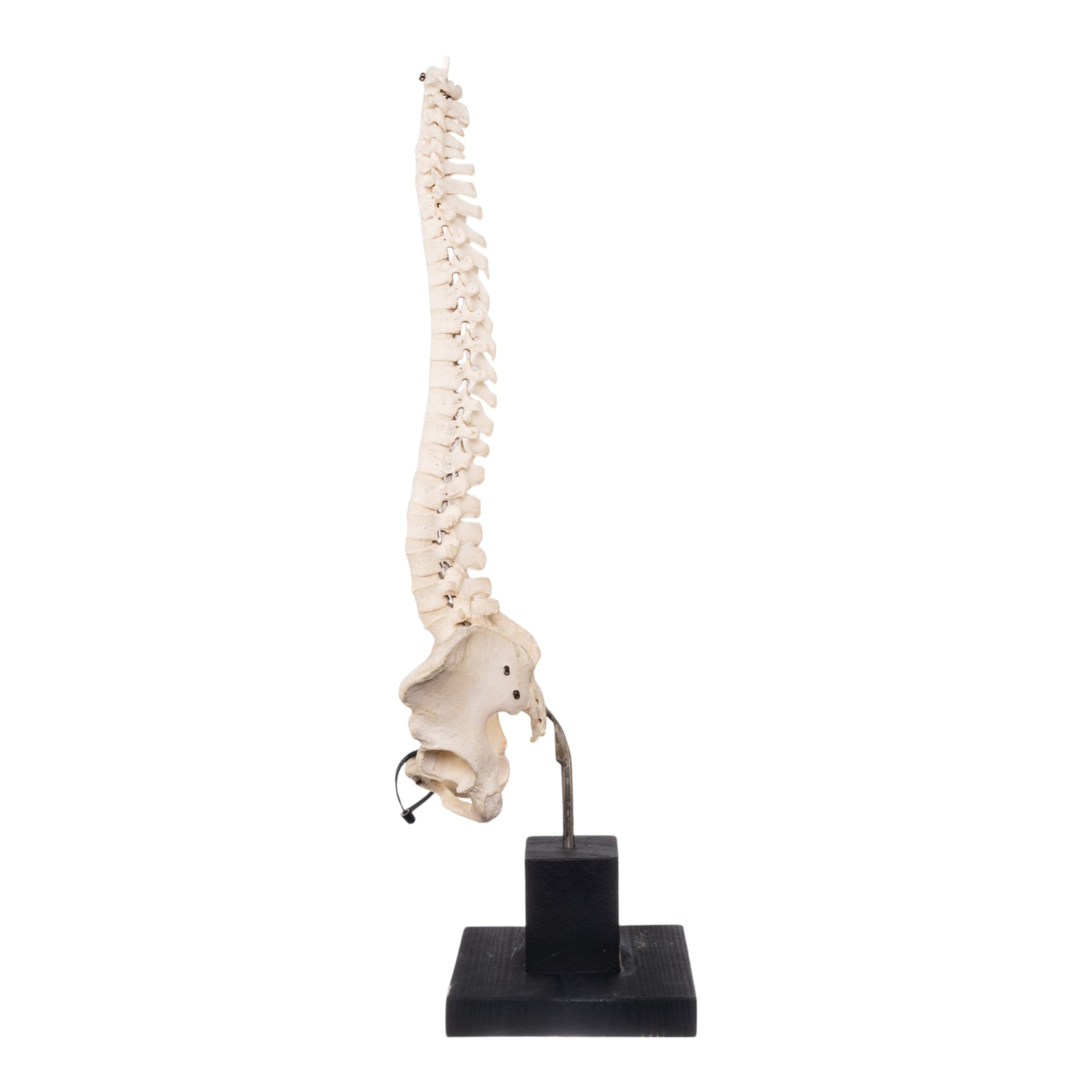 Real Human Spine On Stand For Sale — Skulls Unlimited International, Inc.
