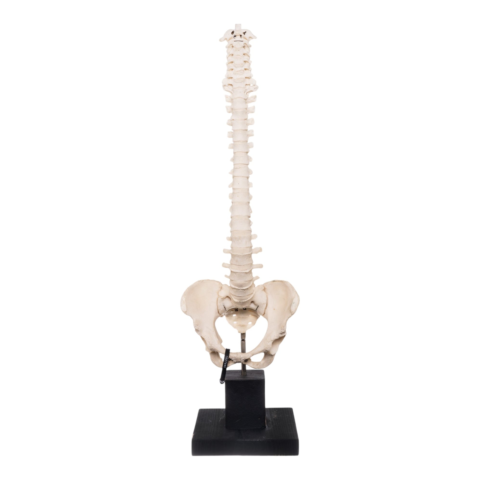 Real Human Spine On Stand For Sale — Skulls Unlimited International, Inc.