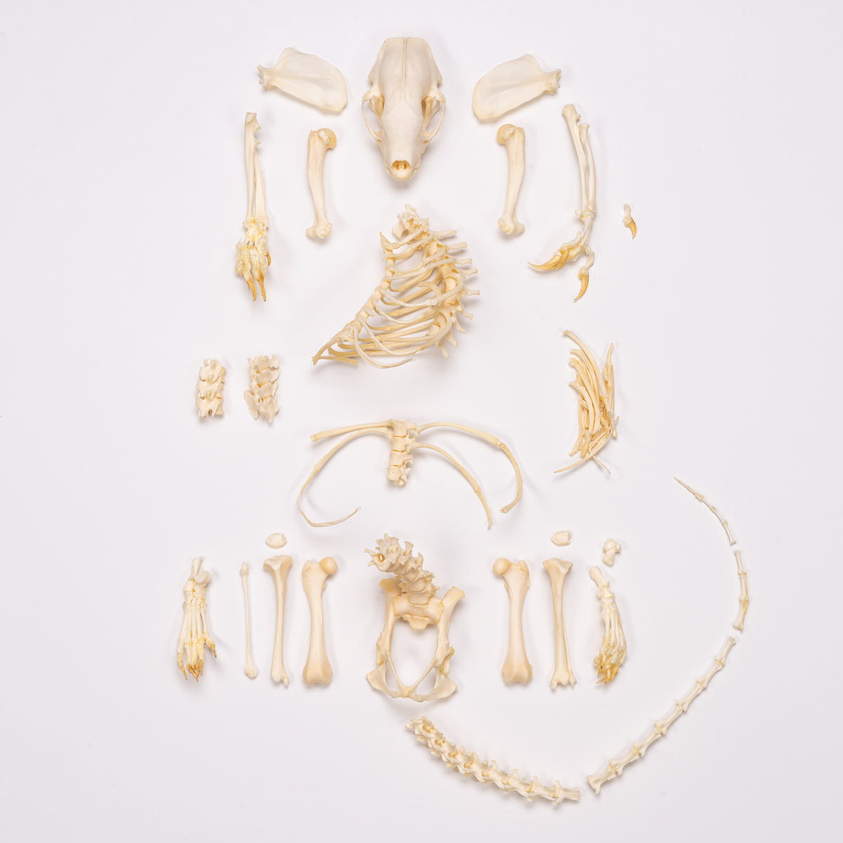 Real Striped Skunk Disarticulated Skeleton For Sale — Skulls Unlimited ...