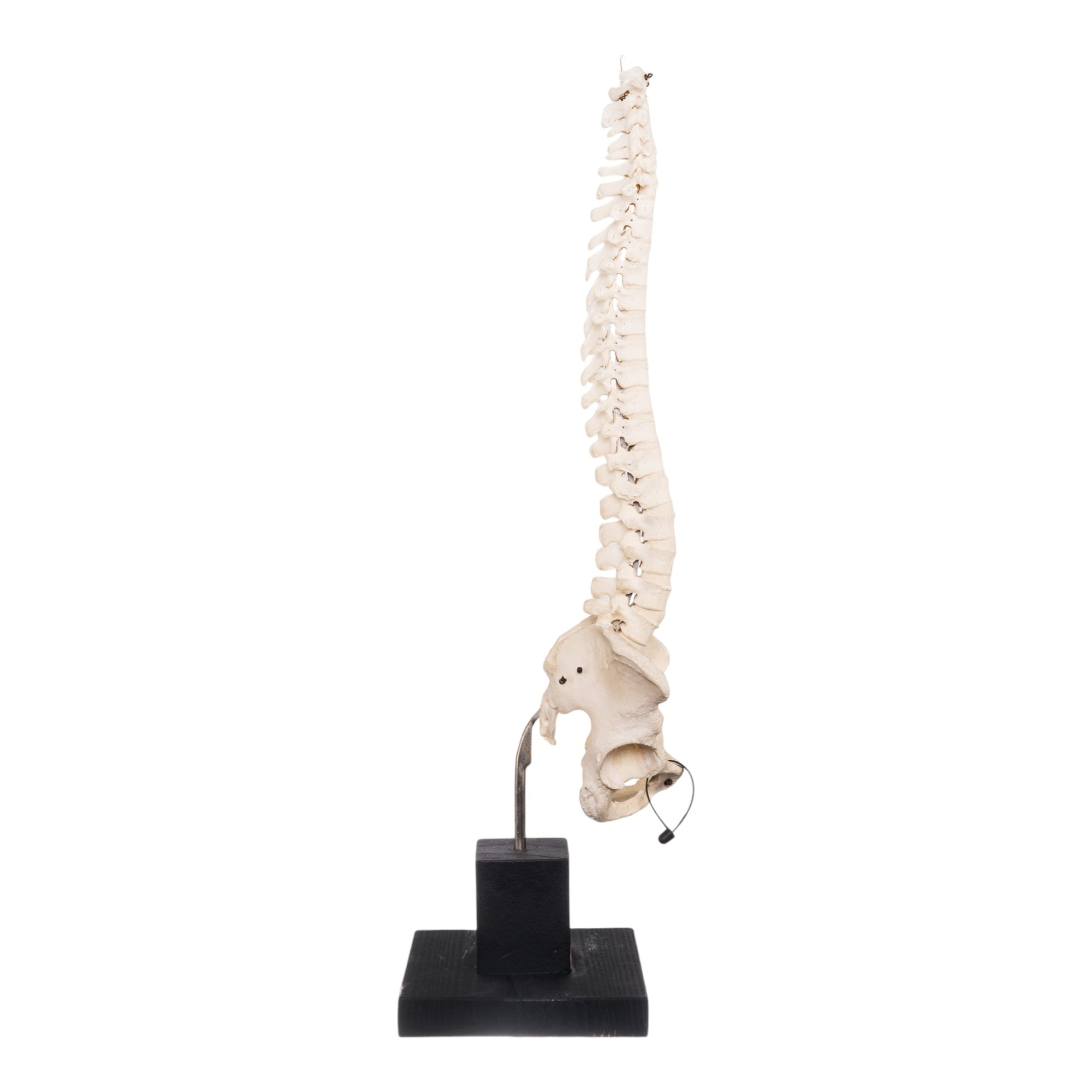 Real Human Spine On Stand For Sale — Skulls Unlimited International, Inc.