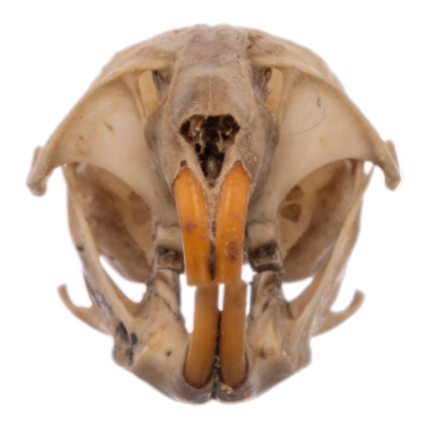 Real California Vole Skull For Sale — Skulls Unlimited International, Inc.