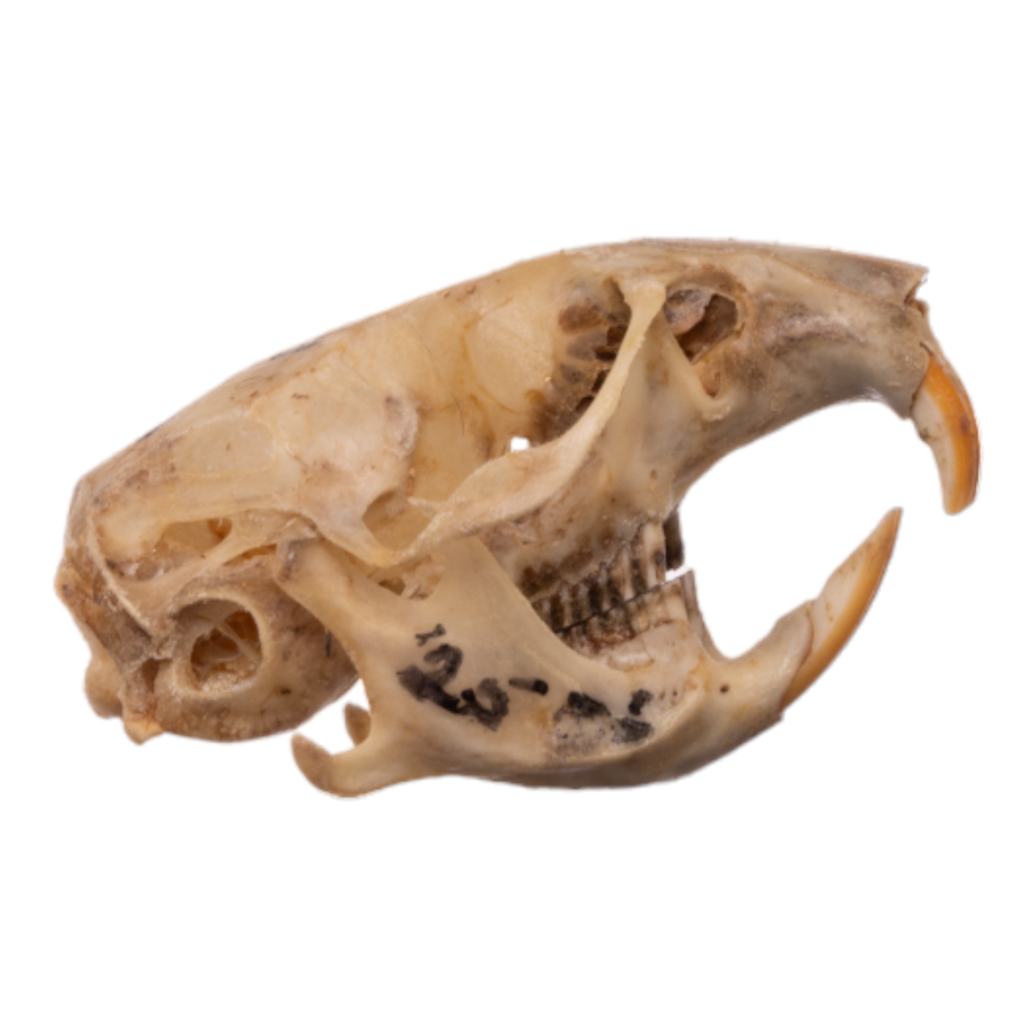 Real California Vole Skull For Sale — Skulls Unlimited International, Inc.