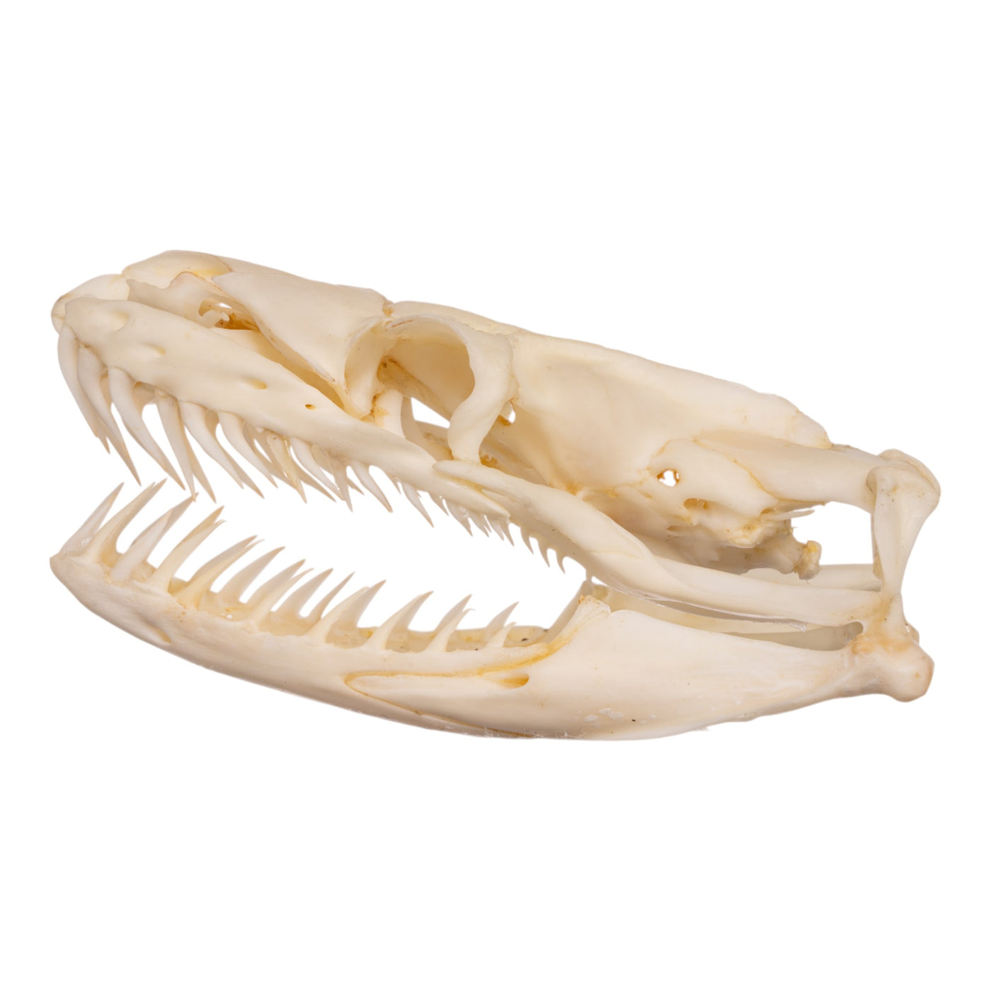 Real Reticulated Python Skull For Sale — Skulls Unlimited International ...