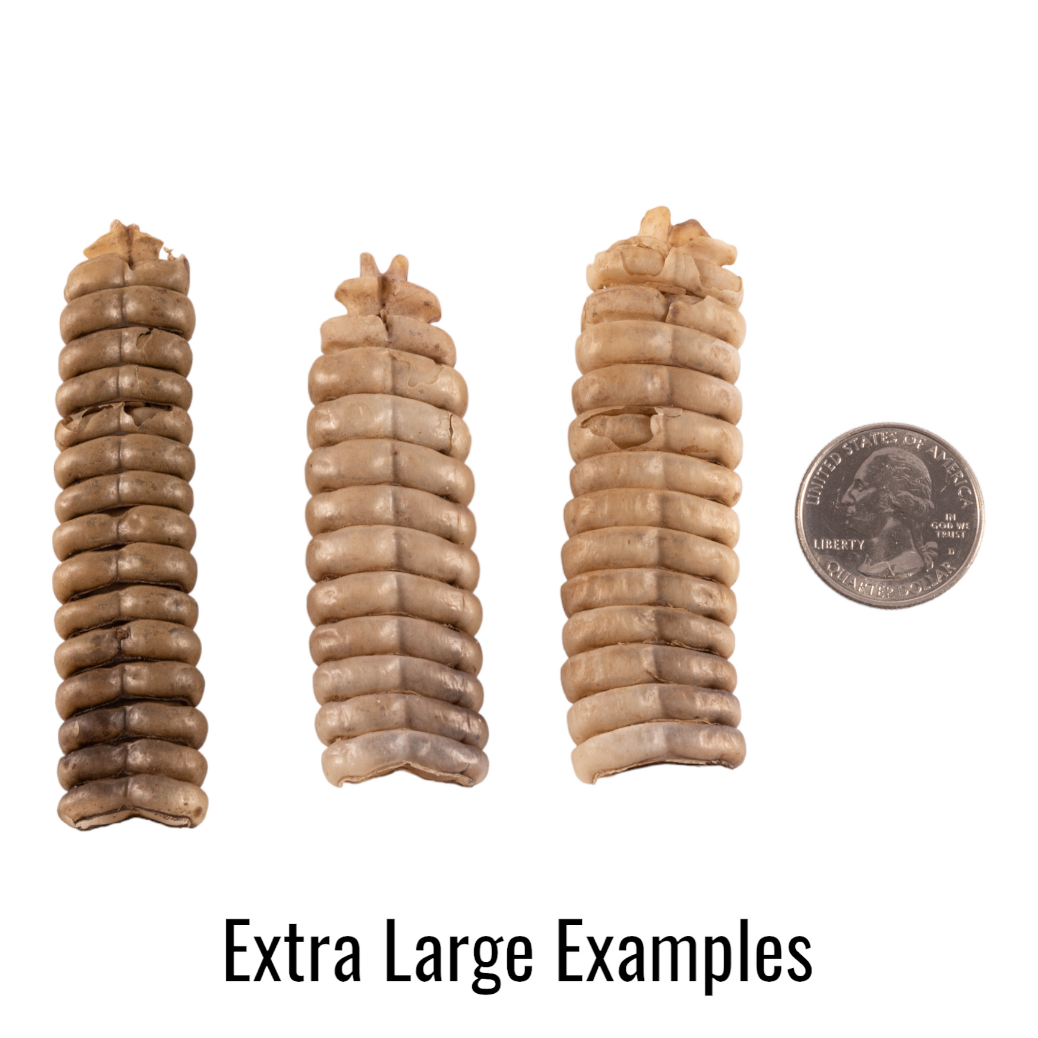 Real Rattlesnake Rattle For Sale — Skulls Unlimited International, Inc.