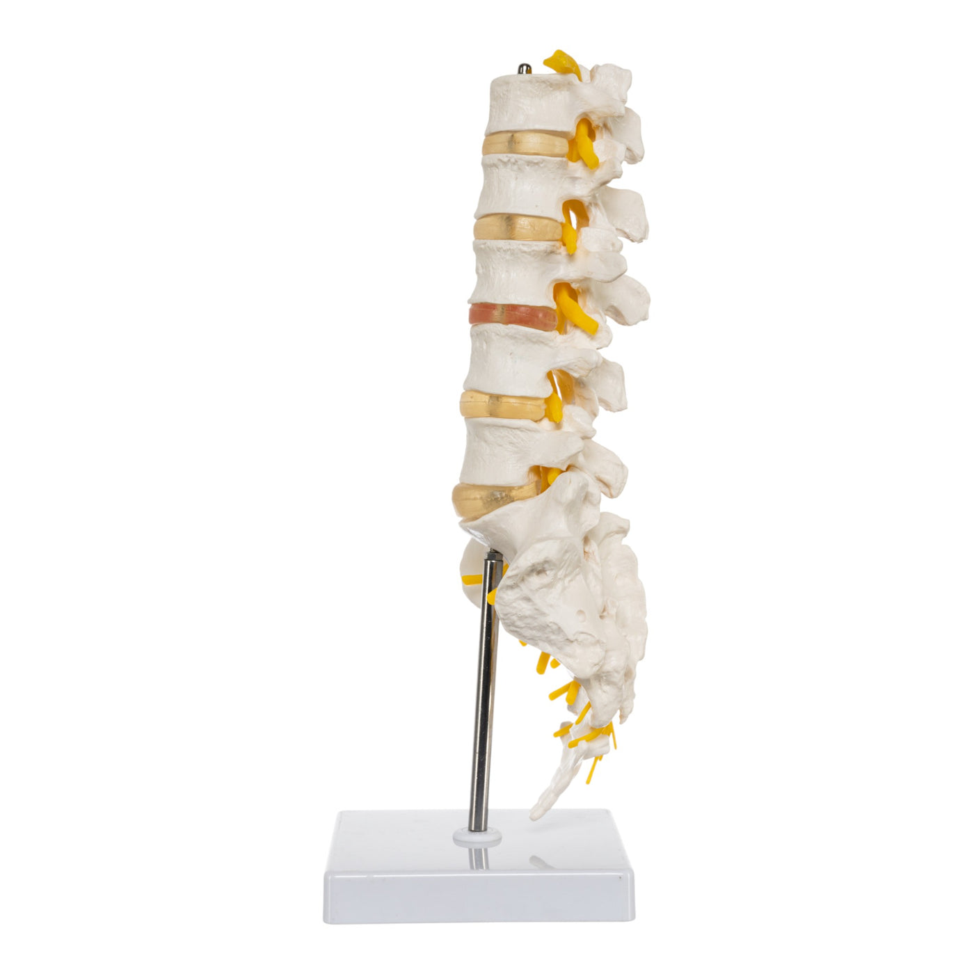 Replica Human Lumbar Vertebrae For Sale — Skulls Unlimited ...