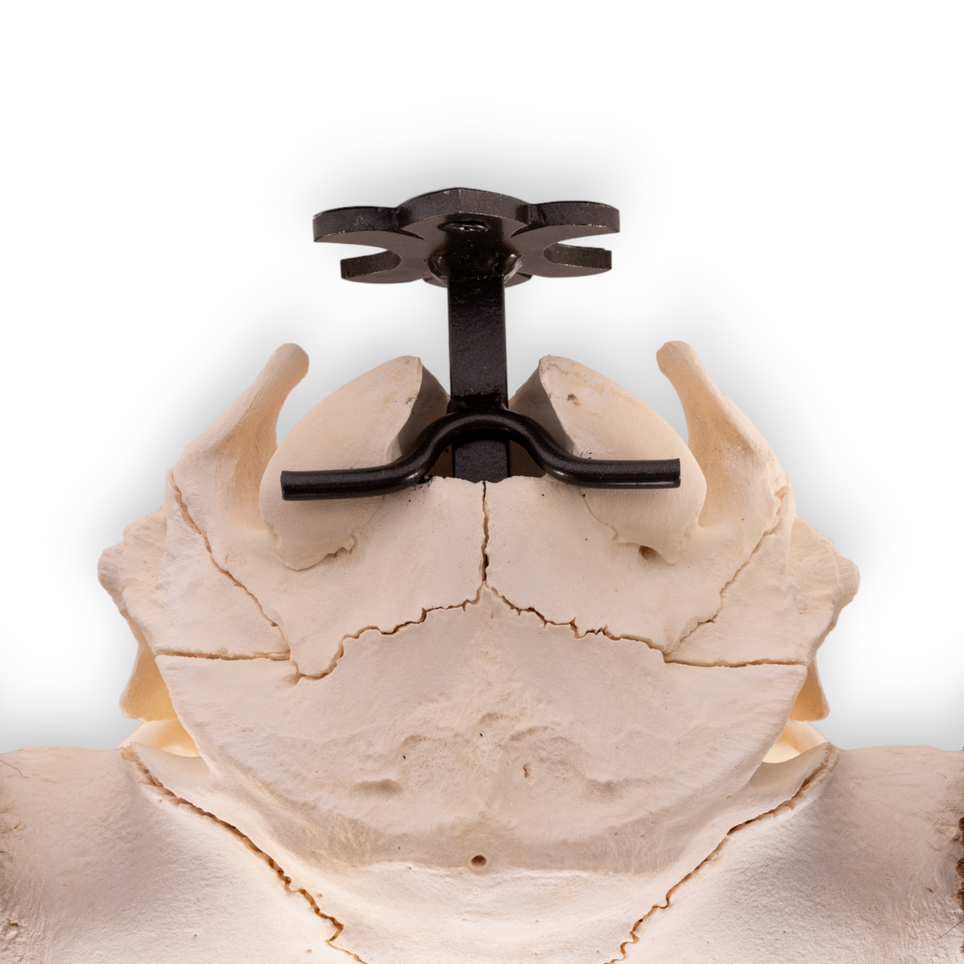 Buffalo/Bison Skull Mount For Sale — Skulls Unlimited International, Inc.