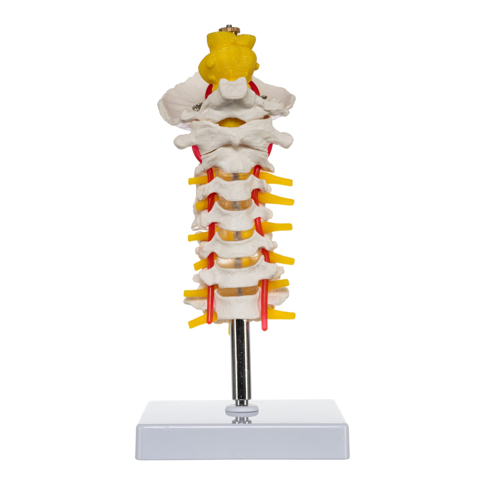 Replica Human Cervical Vertebrae For Sale — Skulls Unlimited ...