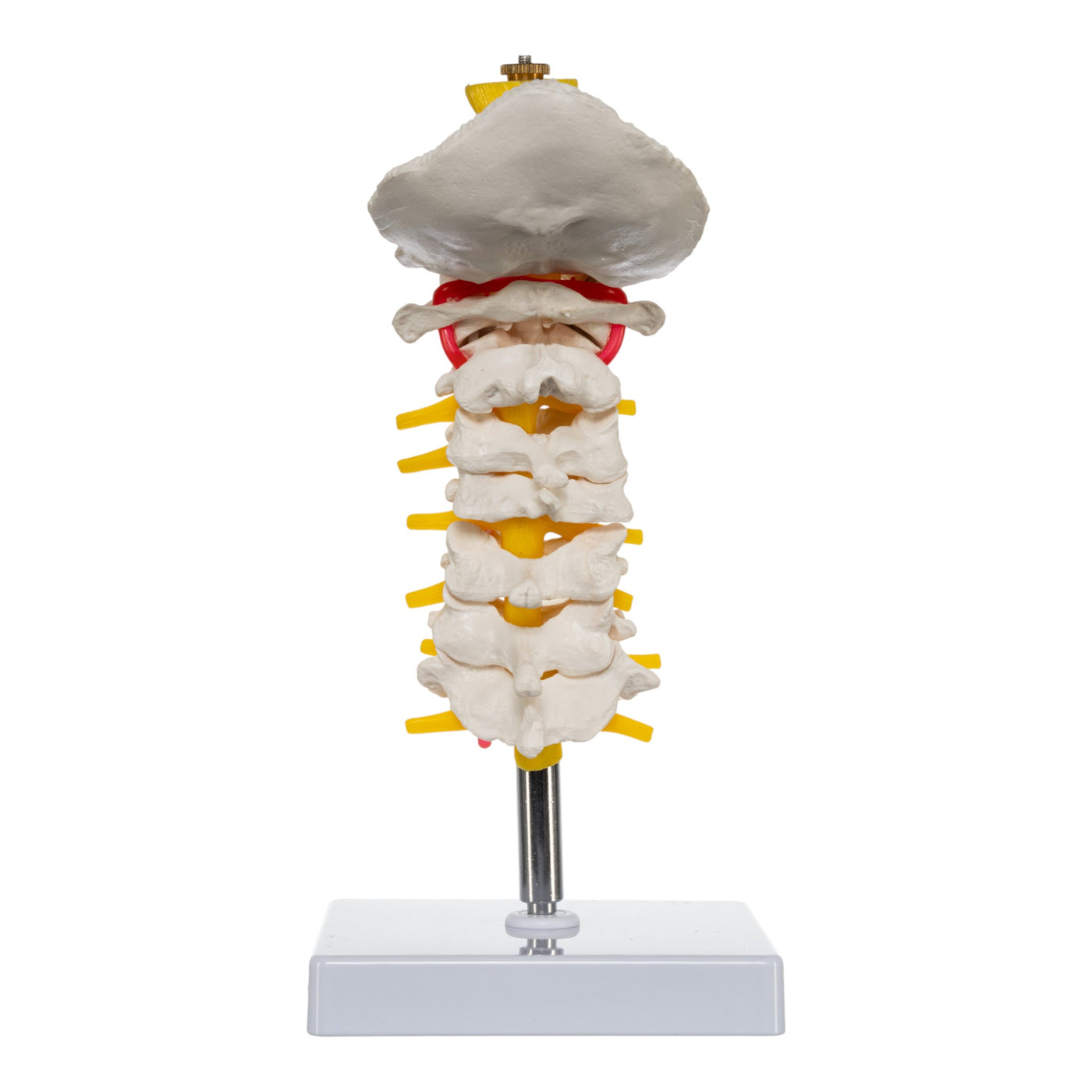 Replica Human Cervical Vertebrae For Sale — Skulls Unlimited ...