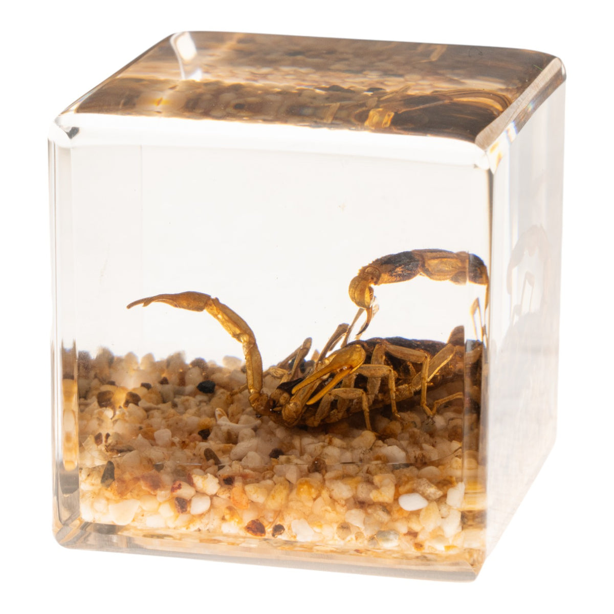Real Golden Scorpion in Acrylic Cube For Sale — Skulls Unlimited ...