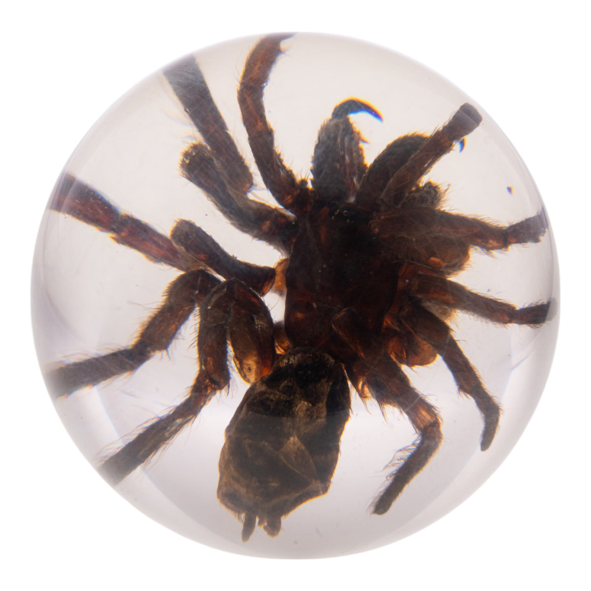 Real Tarantula In Acrylic Globe For Sale — Skulls Unlimited ...