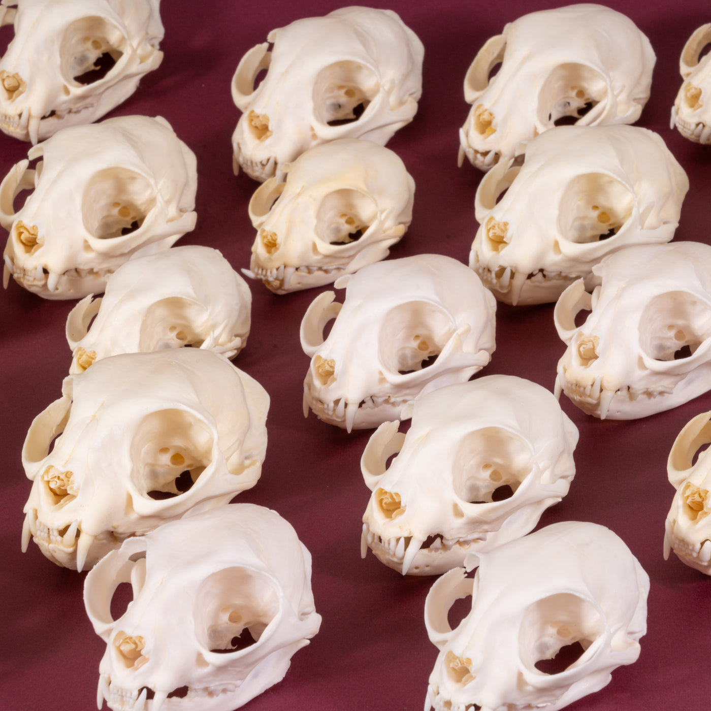 Real Domestic Cat Skull For Sale — Skulls Unlimited International, Inc.
