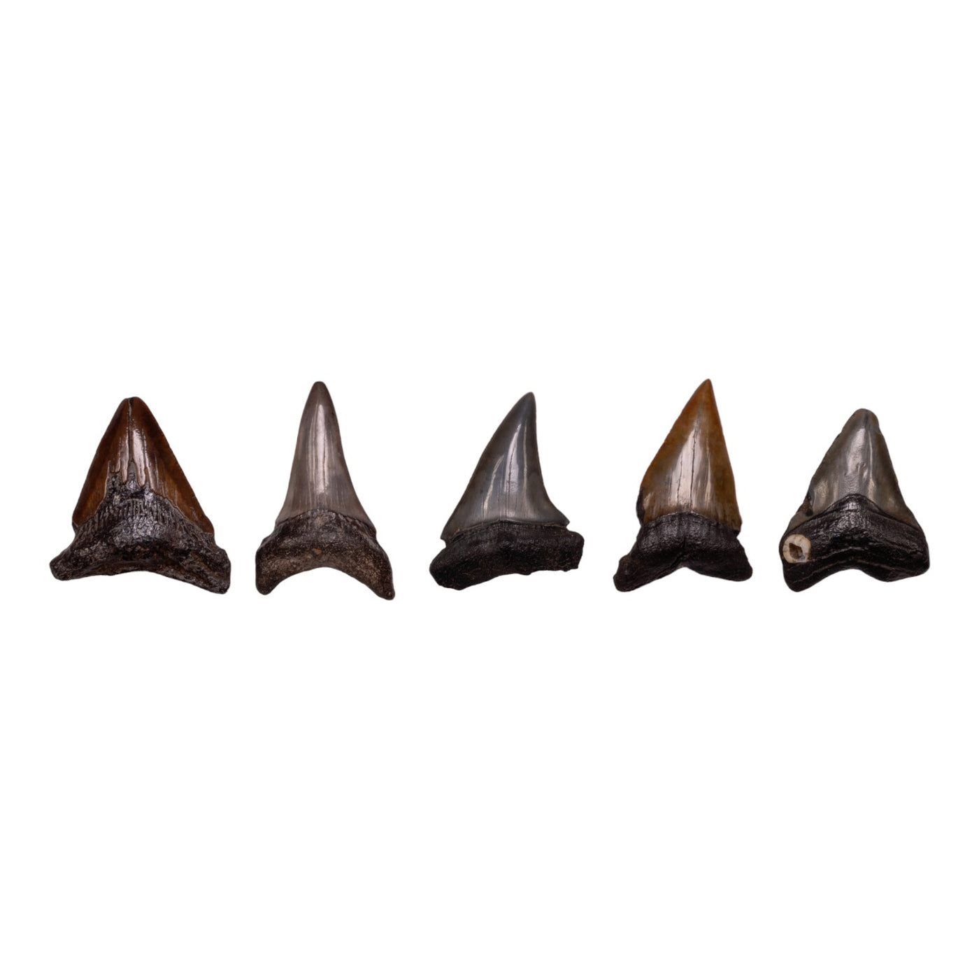 Real Extra Small Megalodon Tooth For Sale — Skulls Unlimited ...