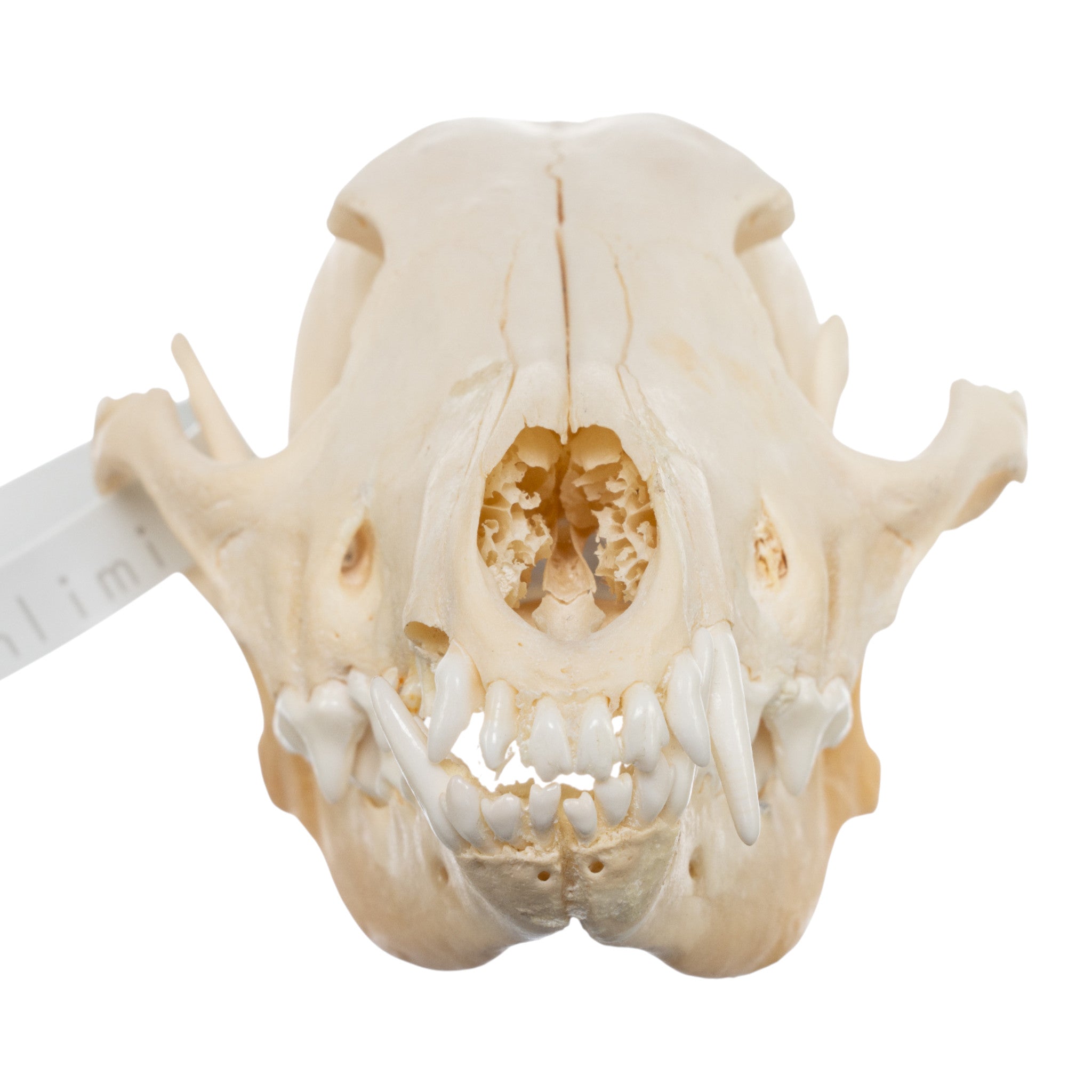 Real Side-striped Jackal Skull For Sale — Skulls Unlimited ...